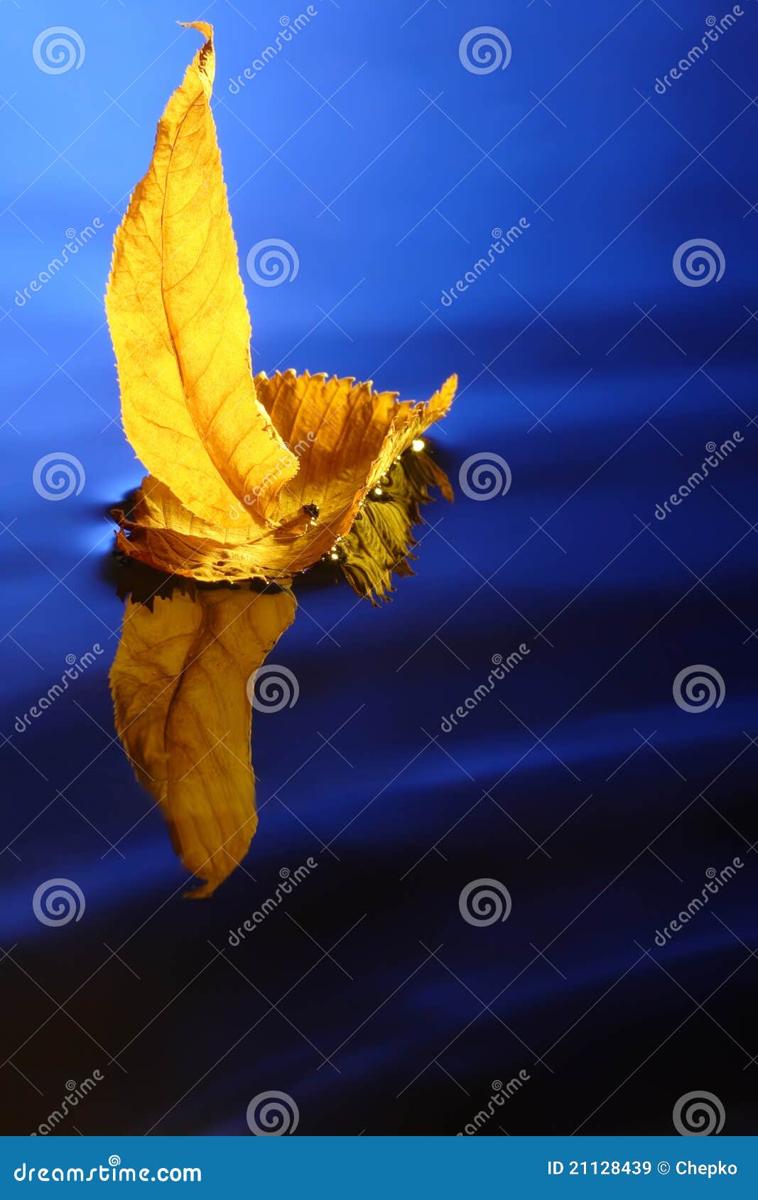 Leaf ship stock image. Image of autumn, background, alone - 21128439