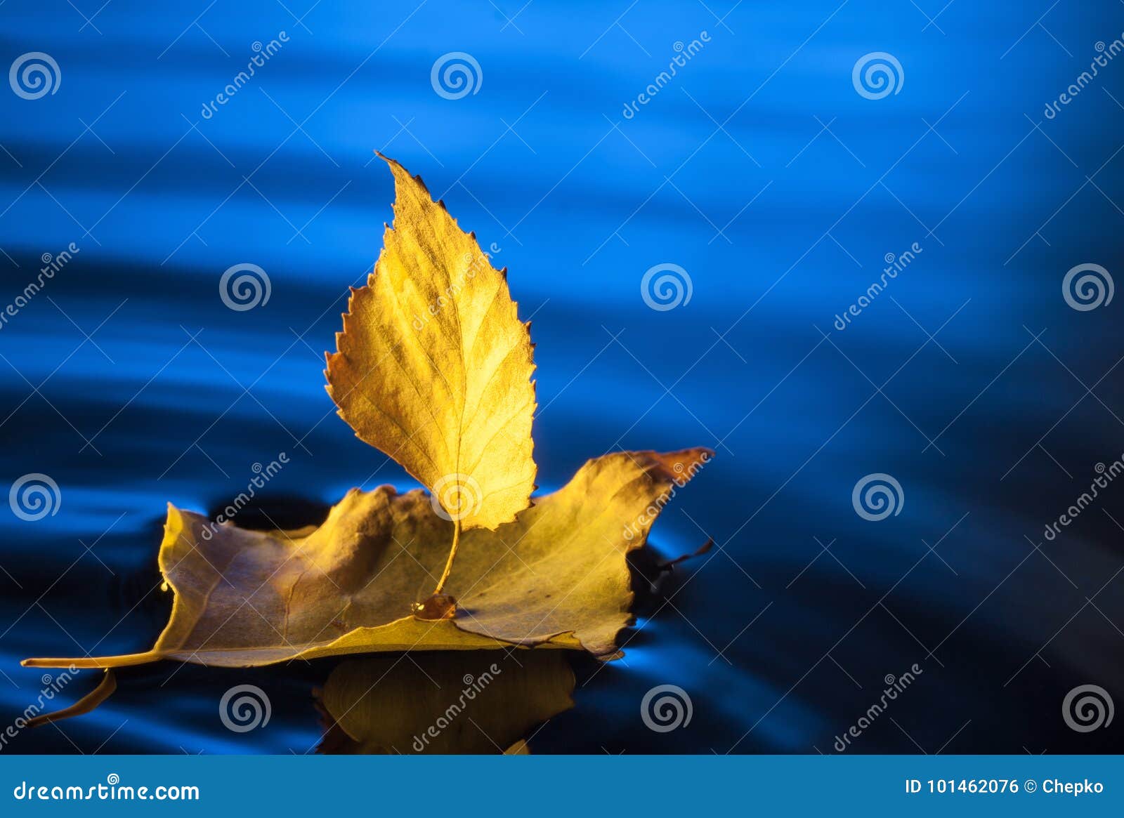 Leaf ship in blue water stock photo. Image of idyll - 101462076