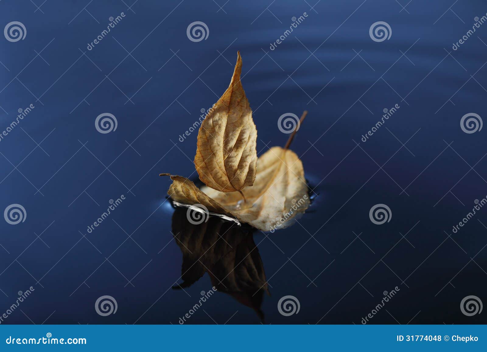 Leaf ship stock photo. Image of sail, lone, autumn, copyspace - 31774048