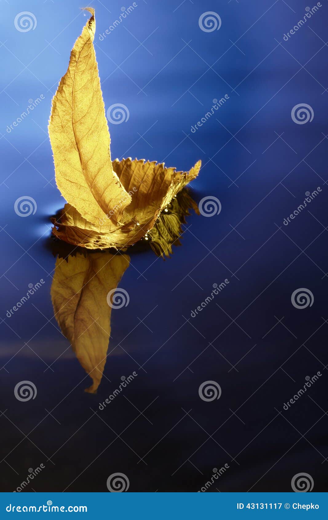 Leaf ship stock image. Image of lone, object, ecology - 43131117