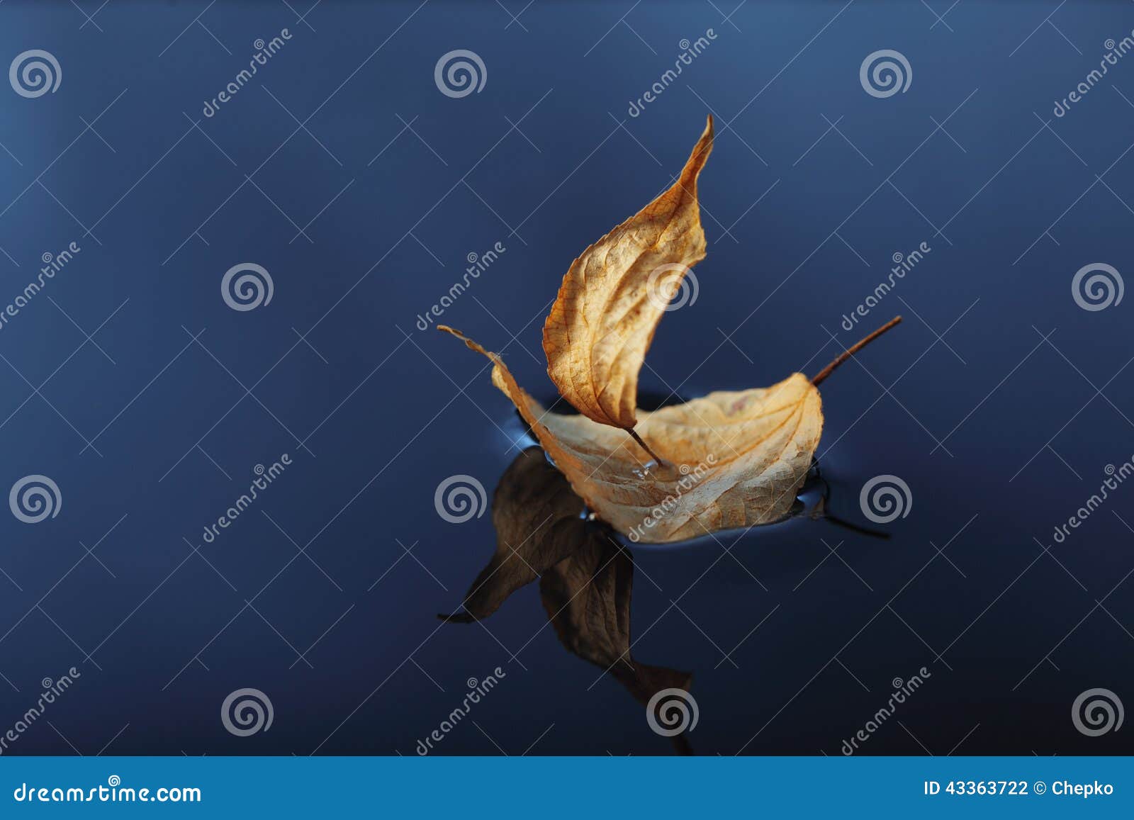 Leaf ship stock photo. Image of sail, season, ecological - 43363722
