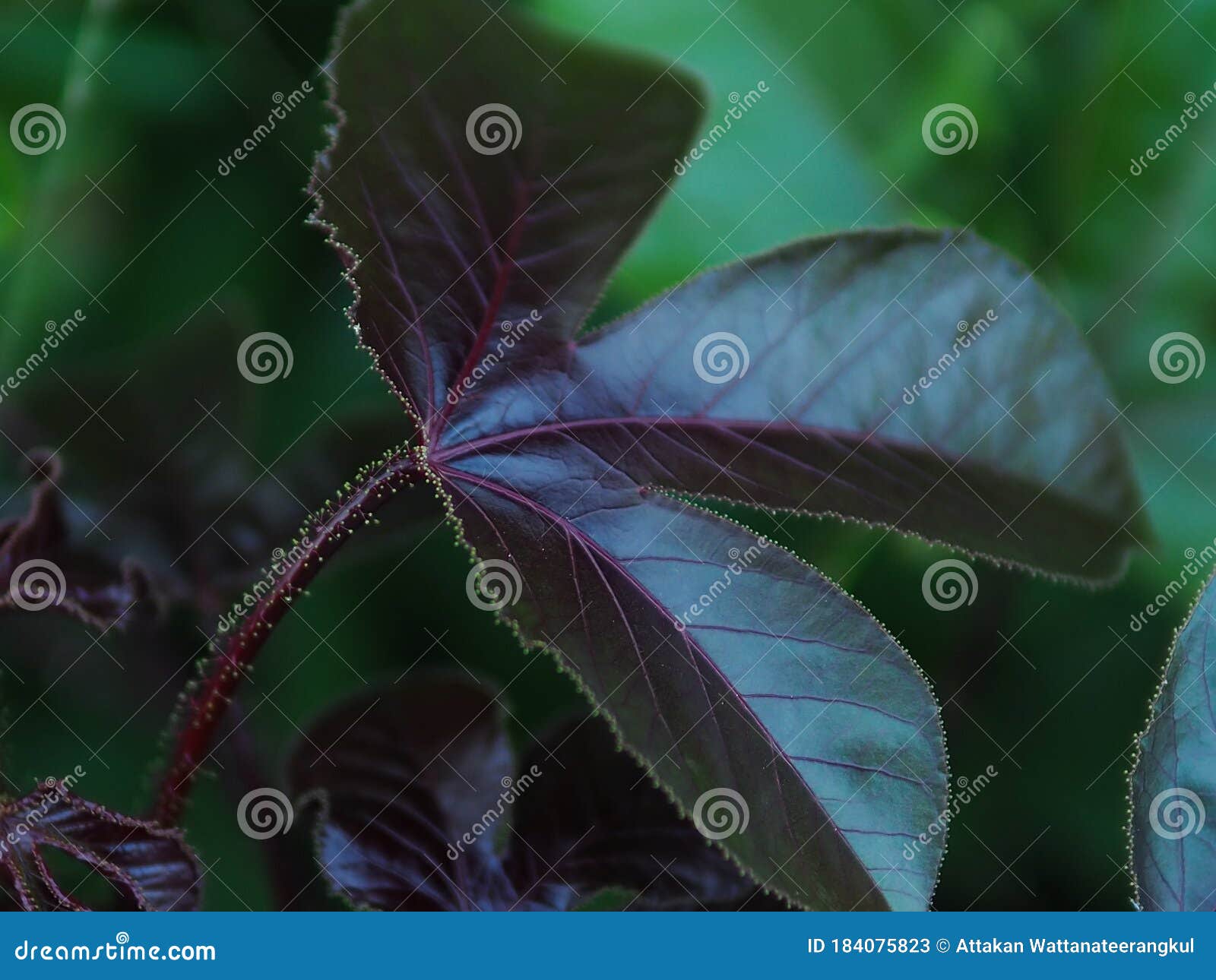 Leaf ,Shot at close up stock image. Image of flower - 184075823