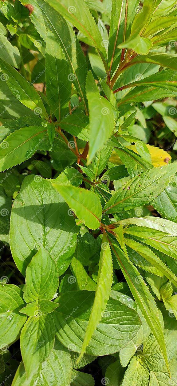 Leaf Shot on High Angle View Stock Photo - Image of garden, plant ...