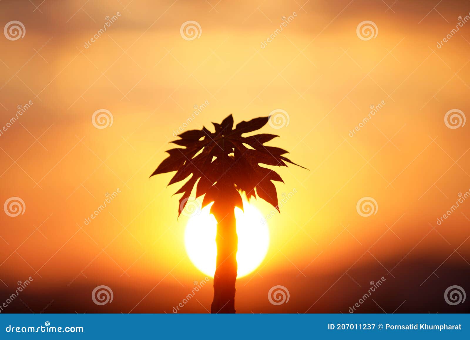 Leaf Silhouette in the Backlit Corner of the Sunset Stock Image - Image ...