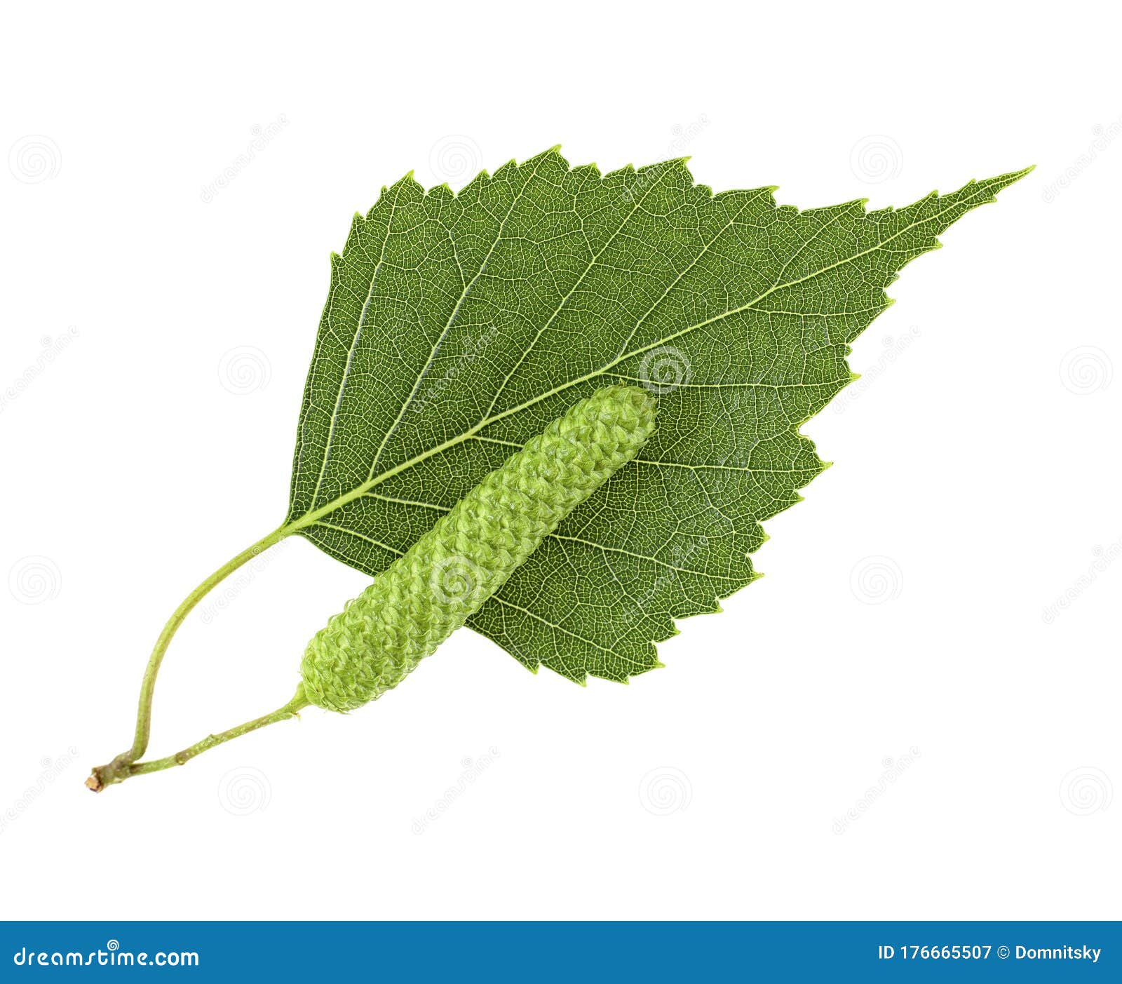 Leaf of the Silver Birch and Catkin Closeup on White Background Stock ...
