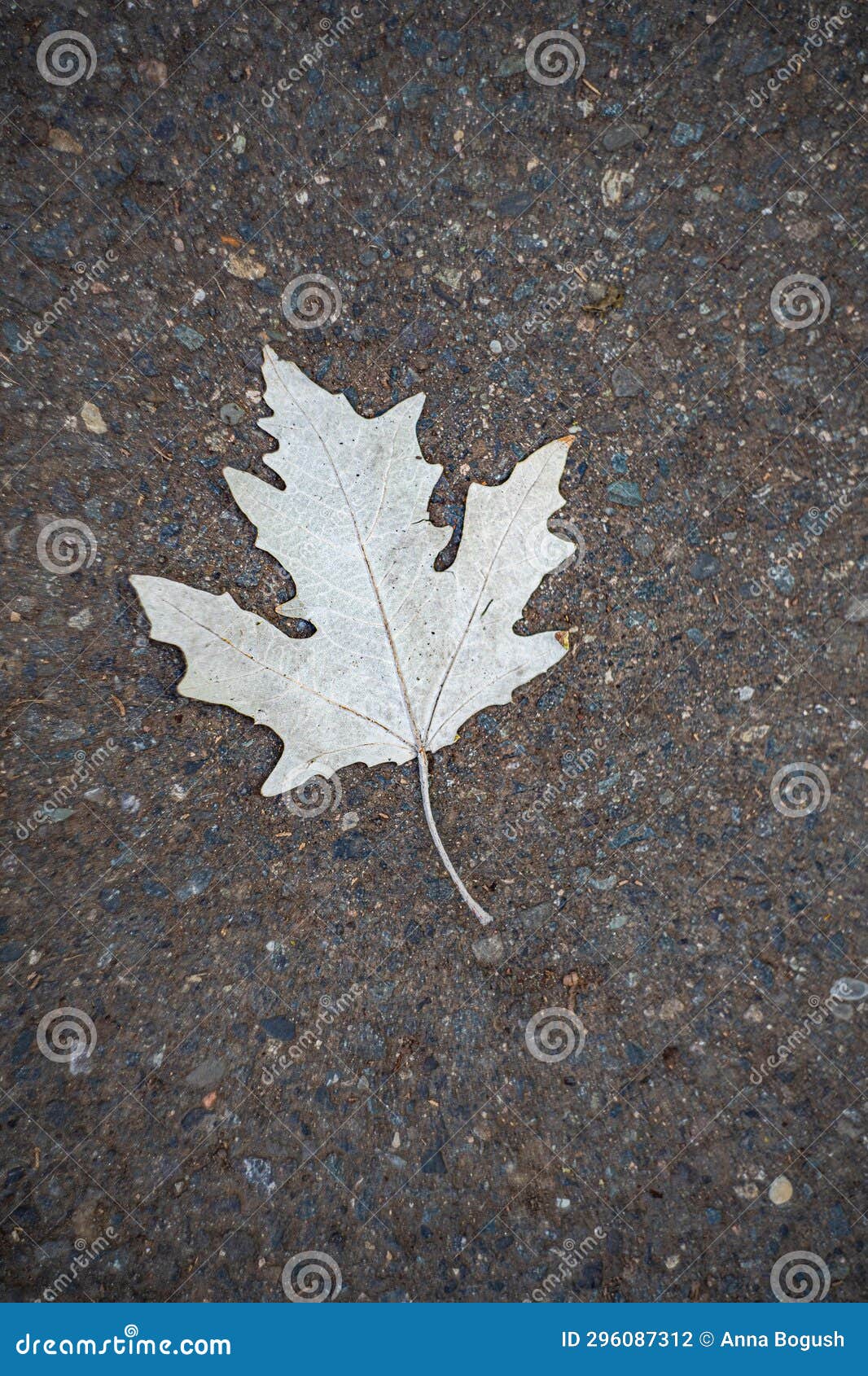 Only leaf of silver maple stock photo. Image of garden - 296087312
