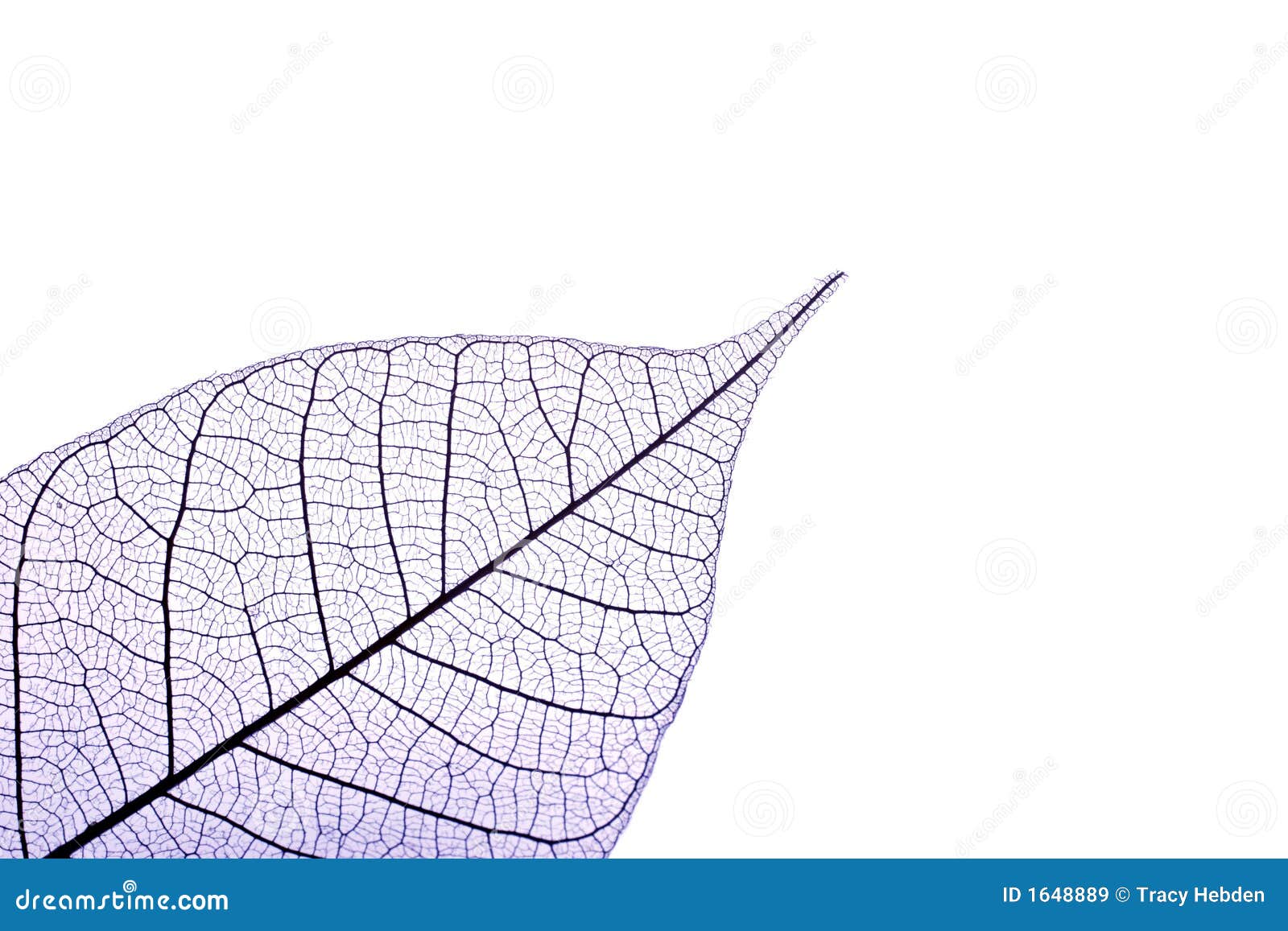 Leaf skeleton stock image. Image of like, beauty, biology - 1648889