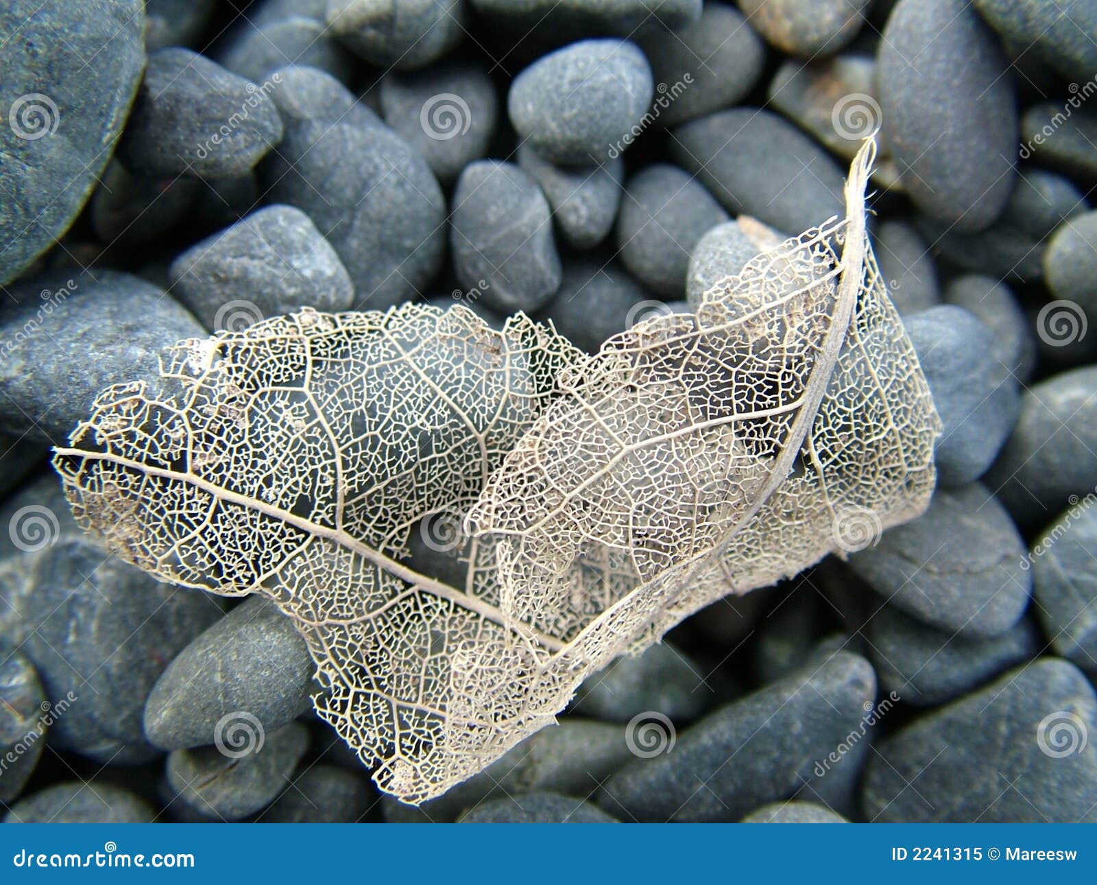 Leaf Skeleton stock image. Image of brown, pebble, pebbles - 2241315