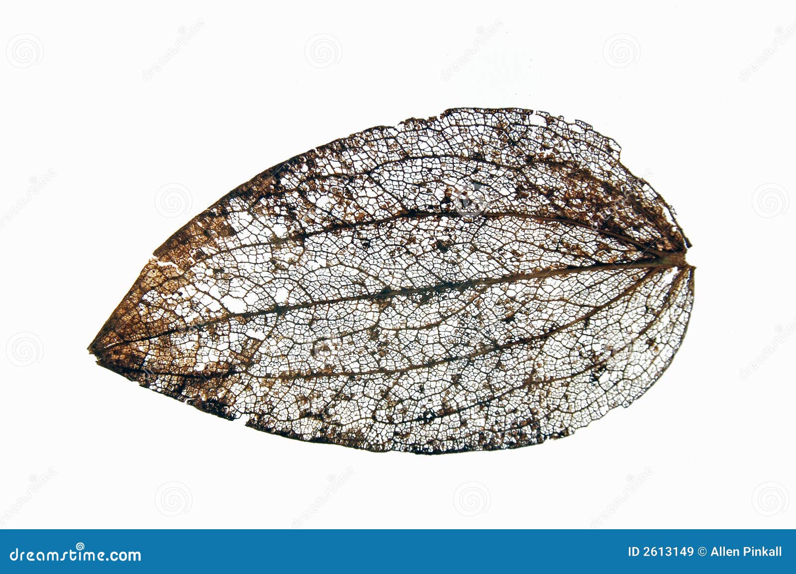 Leaf Skeleton stock image. Image of plant, tree, detail - 2613149