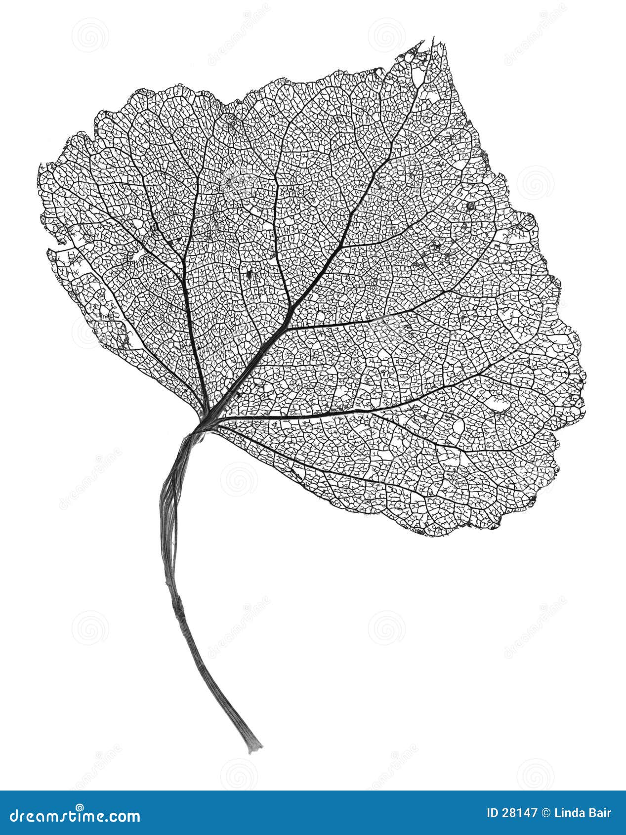 Leaf Skeleton stock image. Image of vein, ironrodart, lignin - 28147