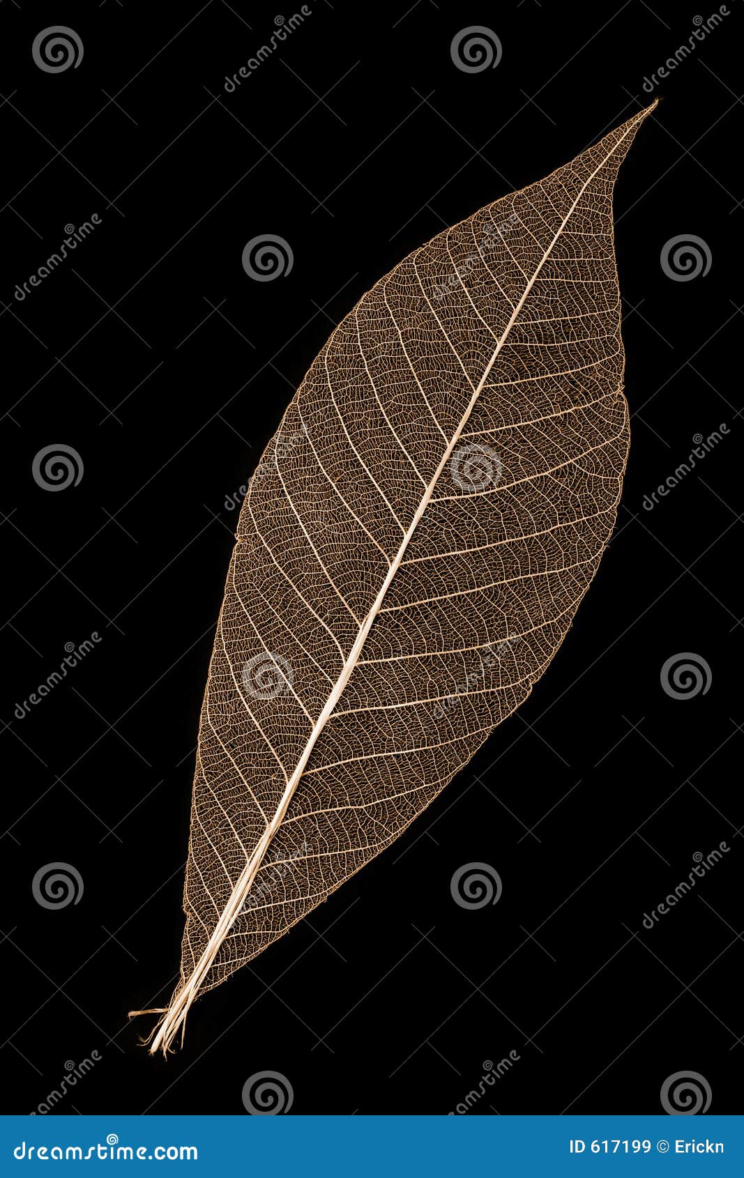 Leaf Skeleton Frame Royalty-Free Stock Image | CartoonDealer.com #171805174