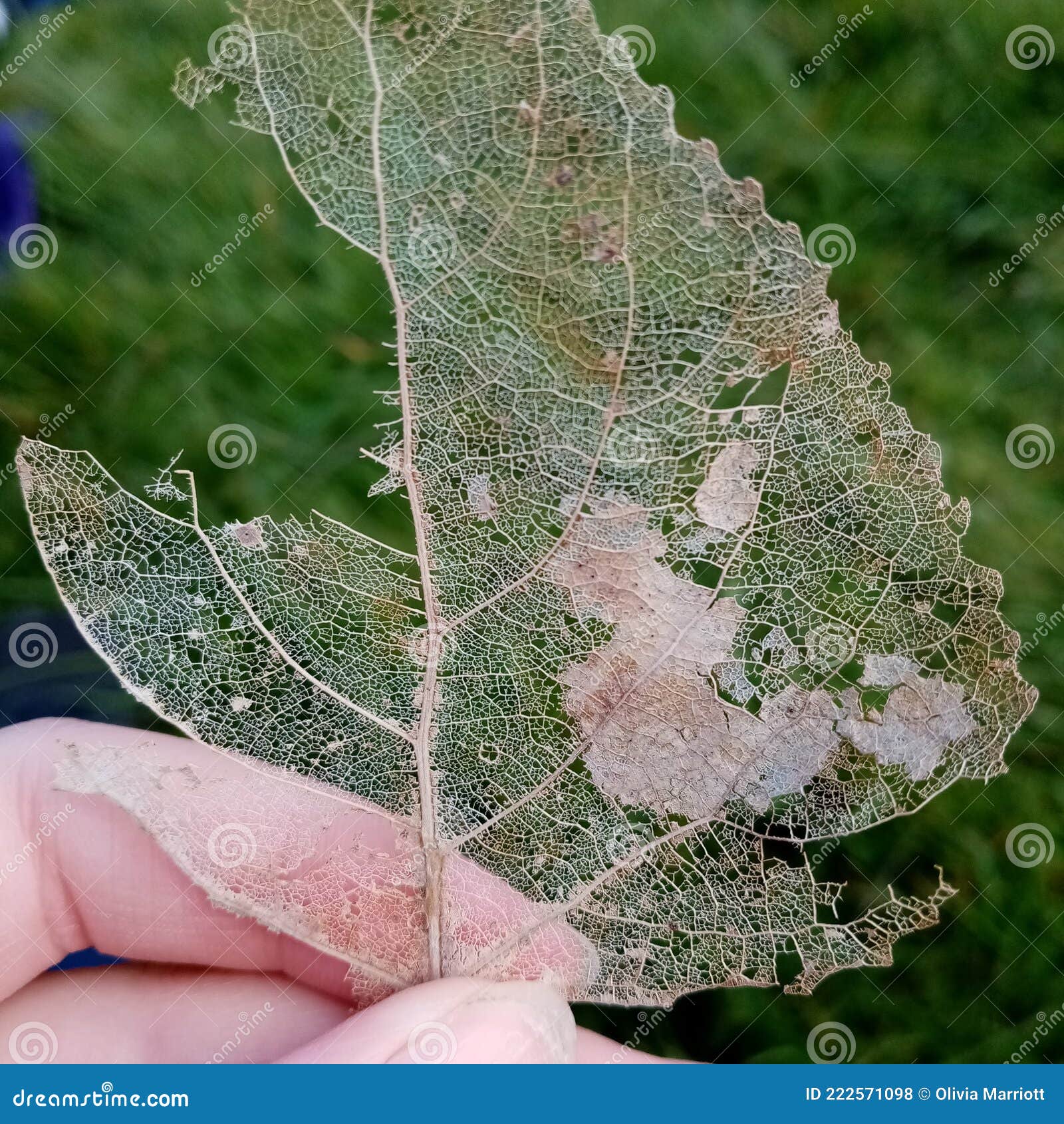Skeleton Dead Body Head Royalty-Free Stock Photo | CartoonDealer.com ...