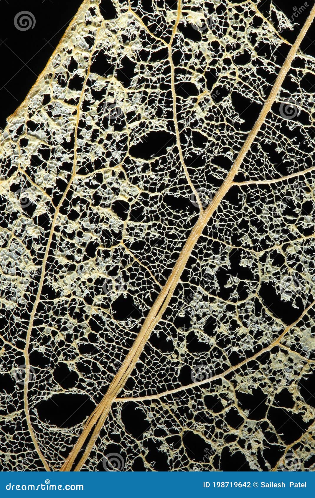 Leaf skeleton stock photo. Image of closeup, crumble - 198719642