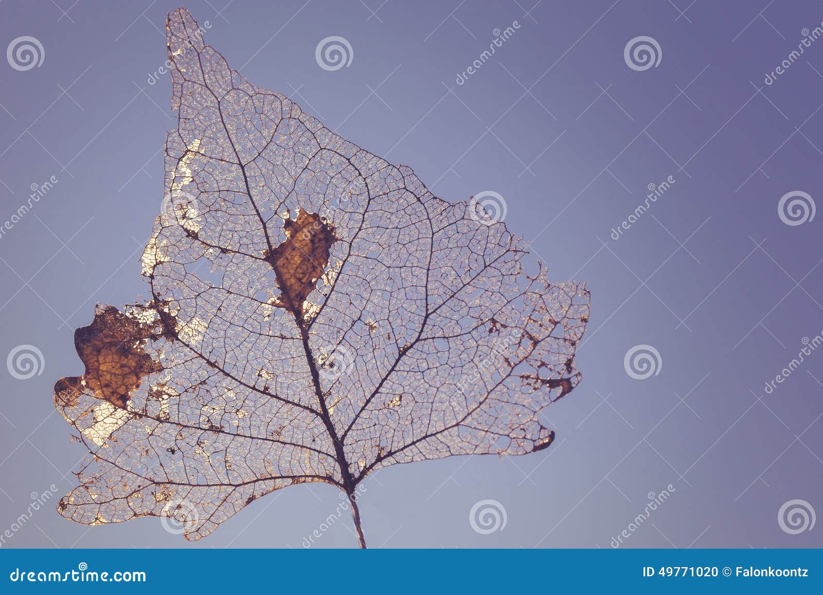 529 Skeleton Leaf Maple Stock Photos - Free & Royalty-Free Stock Photos ...