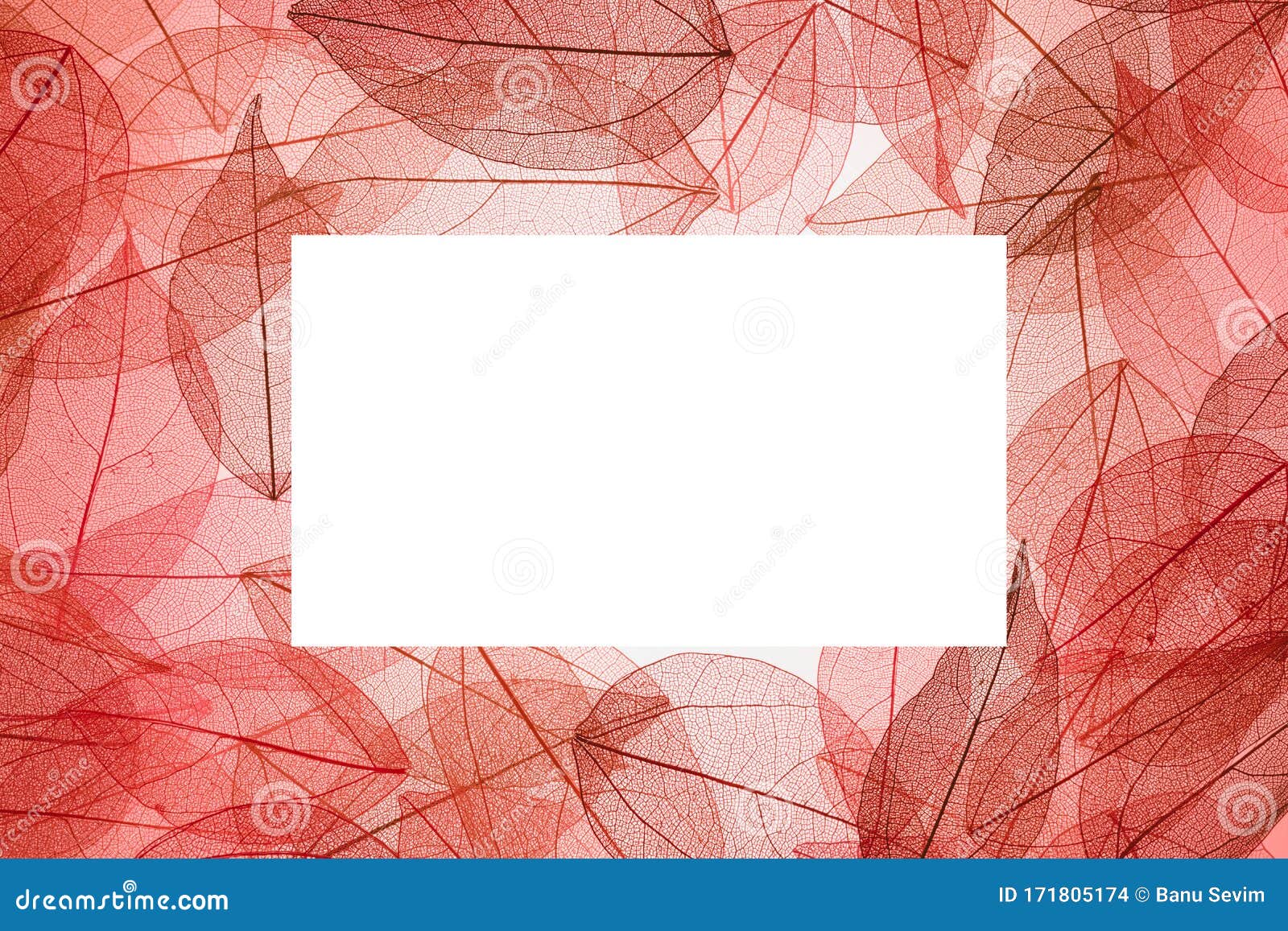 Leaf skeleton frame stock photo. Image of border, venation - 171805174