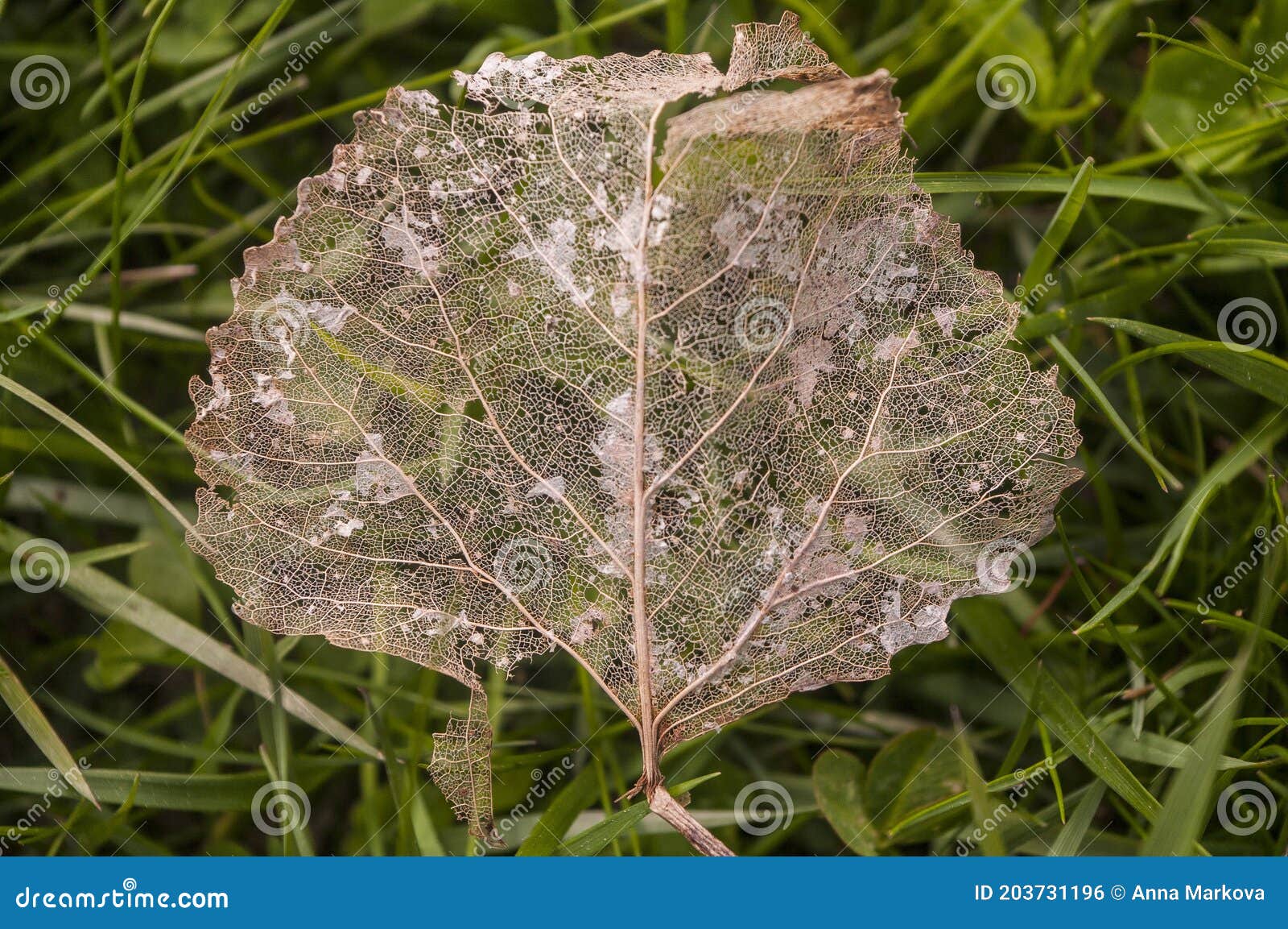Leaf Skeleton Grass Nature Pattern Branch Tree Web Stock Photo - Image ...