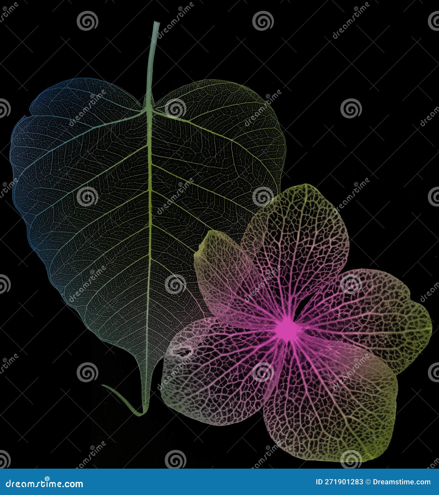 Leaf Skeleton and Hydrangea Flower Skeleton with Veins and Cells Stock ...