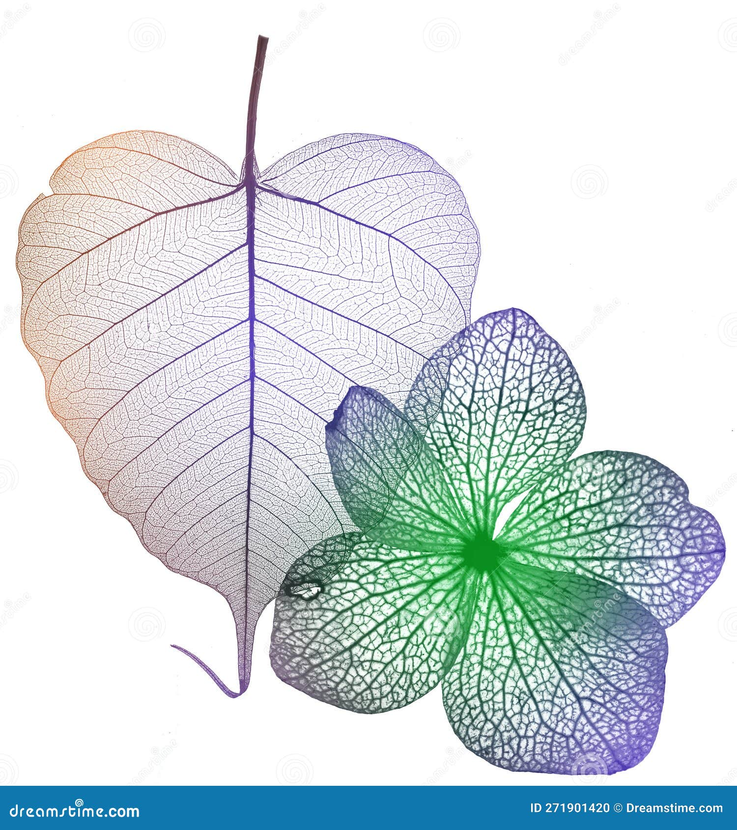 Leaf Skeleton and Hydrangea Flower Skeleton with Veins and Cells Stock ...