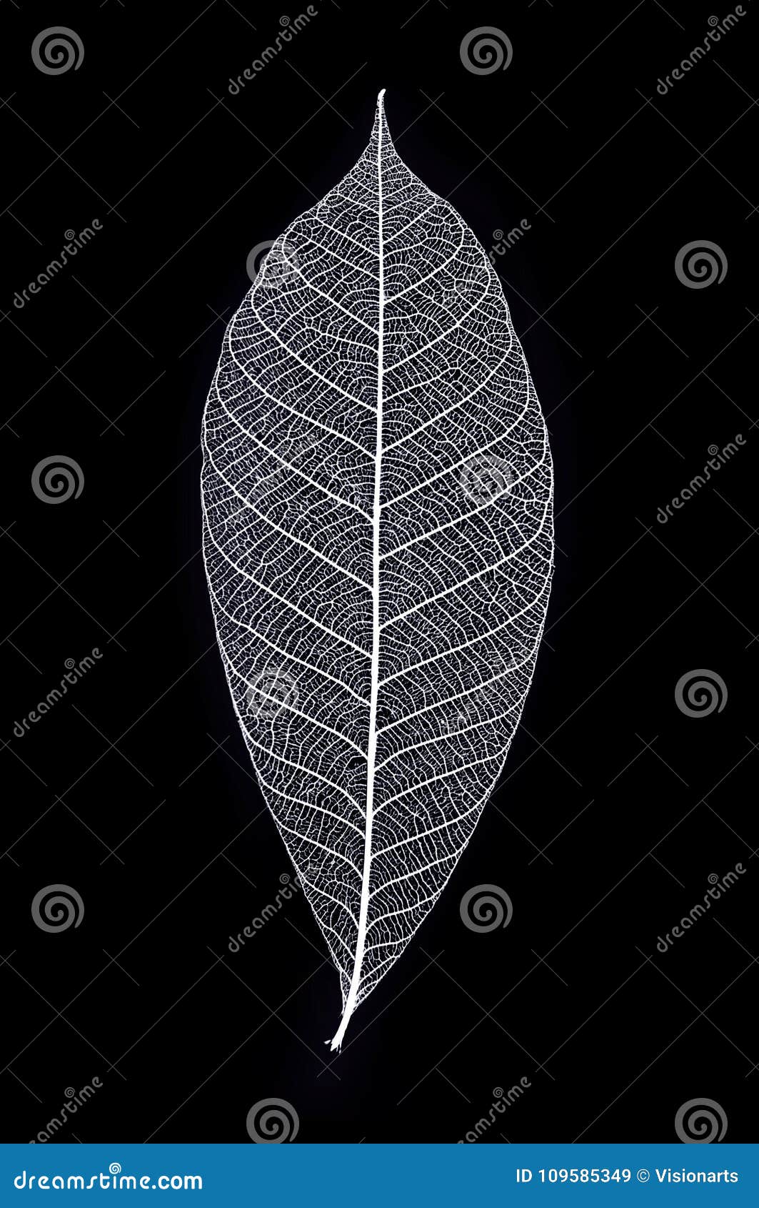 Leaf Skeleton in Macro View Stock Image - Image of decorative, pattern ...