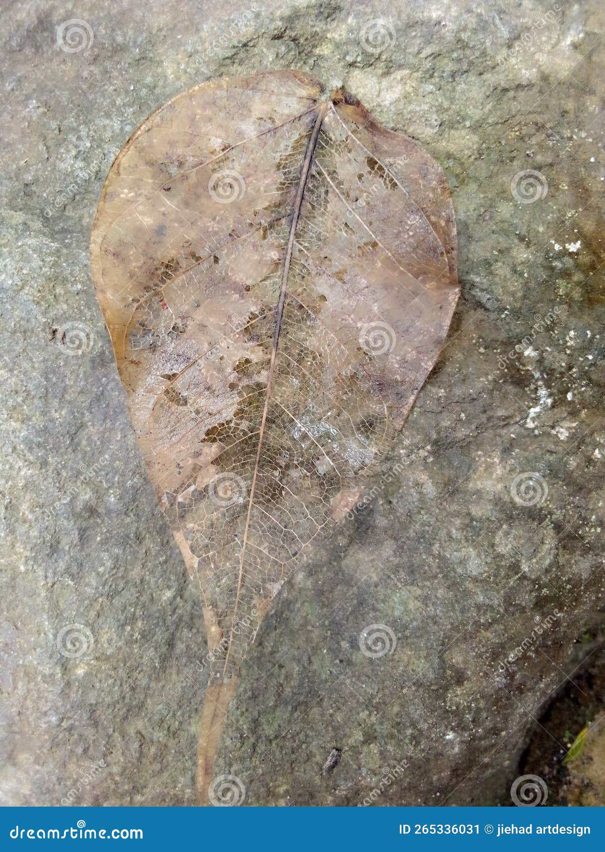 Leaf Skeleton Plant Nature Brown Forest Stock Image - Image of nature ...