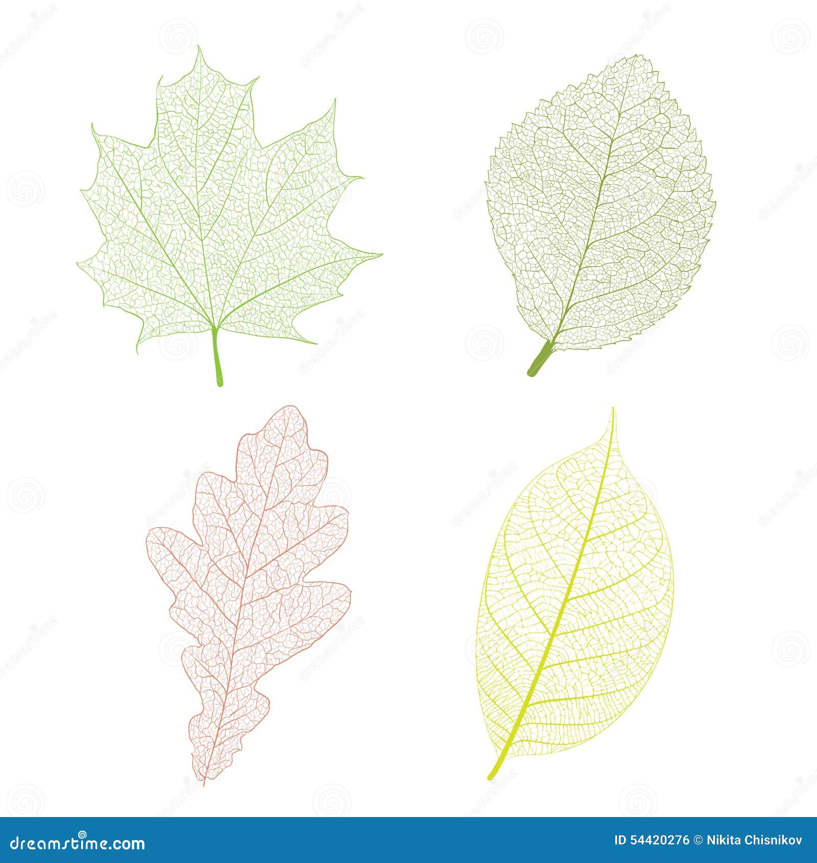 Leaf skeleton stock vector. Illustration of environmental - 54420276