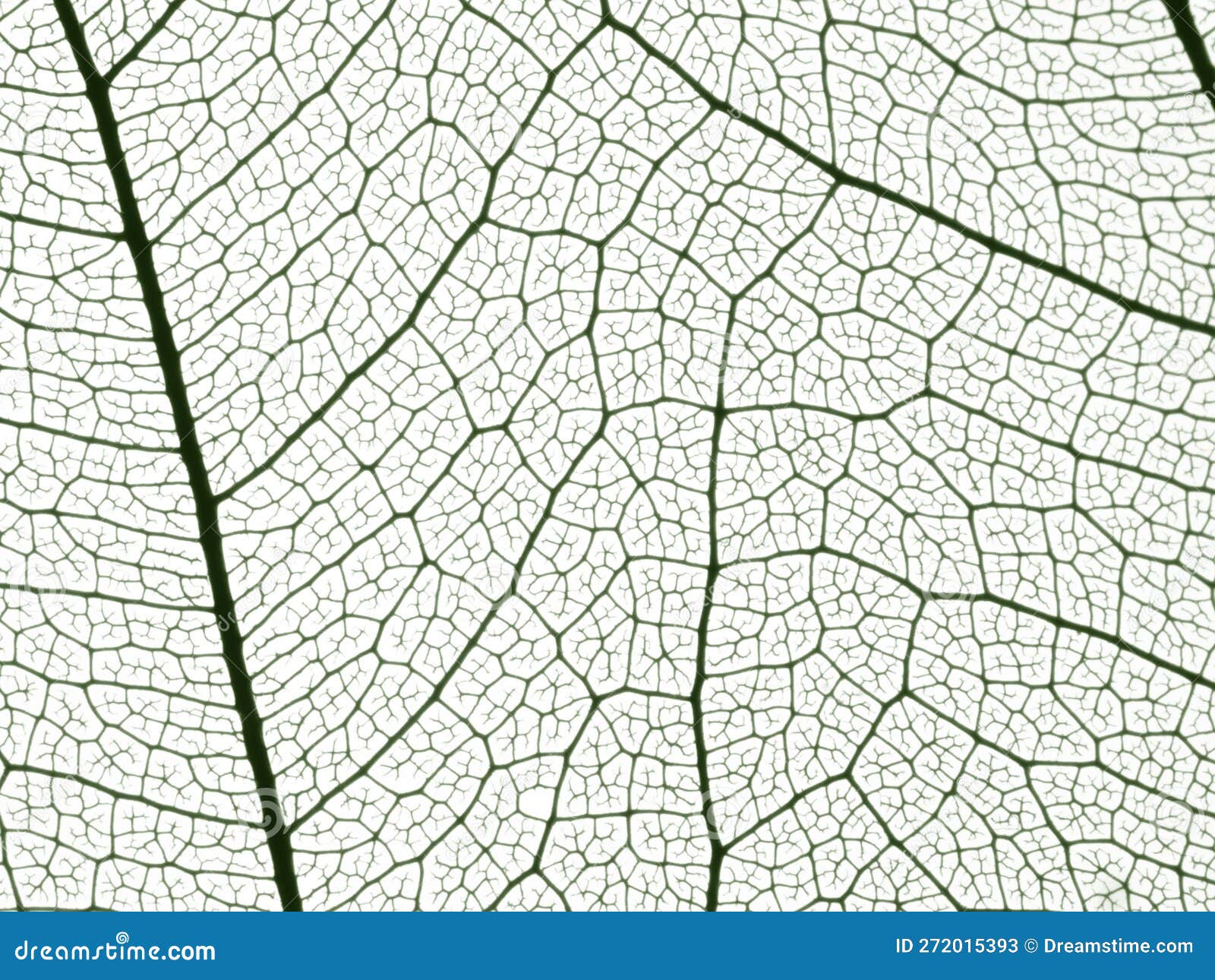 Leaf Skeleton with Veins and Cells Stock Image - Image of grunge ...