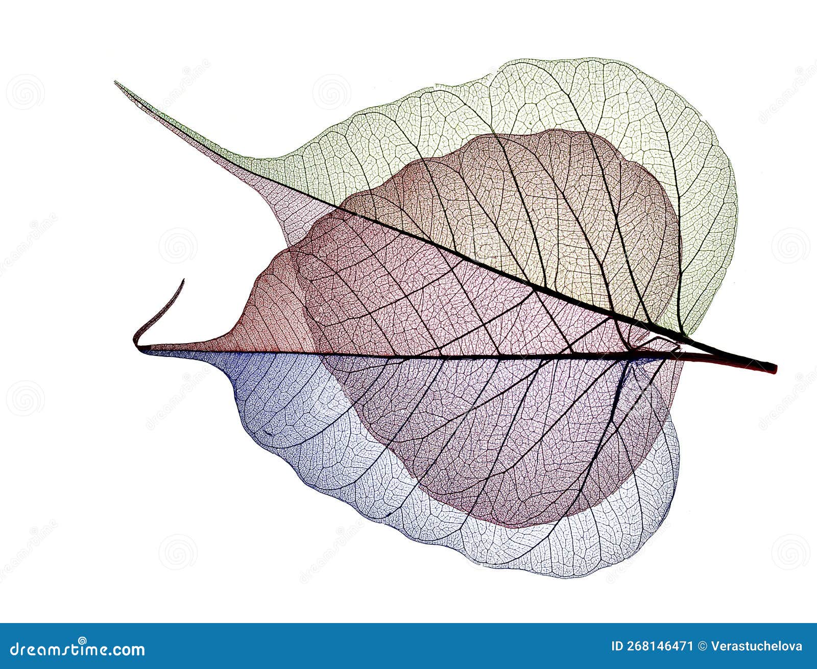 Leaf Skeletons with Veins and Cells Stock Image - Image of backdrop ...