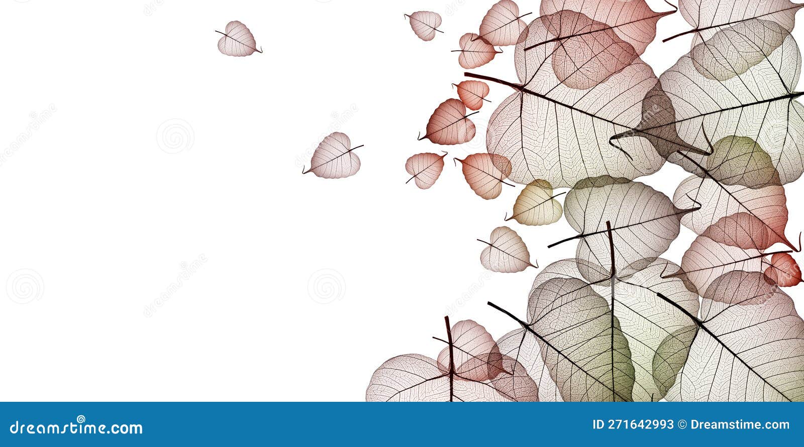 Leaf Cells Microscope Magnification, Plant Leaf Microscopic Structure ...