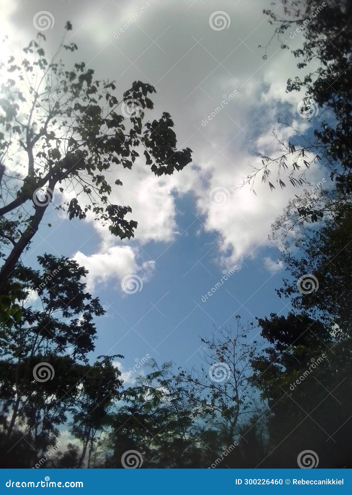 The Leaf and the Sky in the Noon Stock Photo - Image of branch, forest ...
