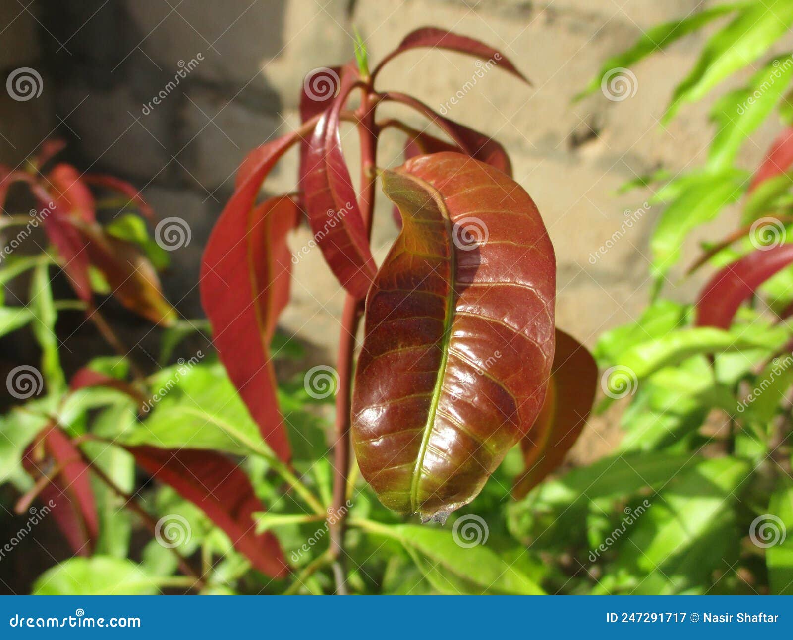 A Leaf from a Small Mango Tree Stock Image - Image of plant, leaf ...