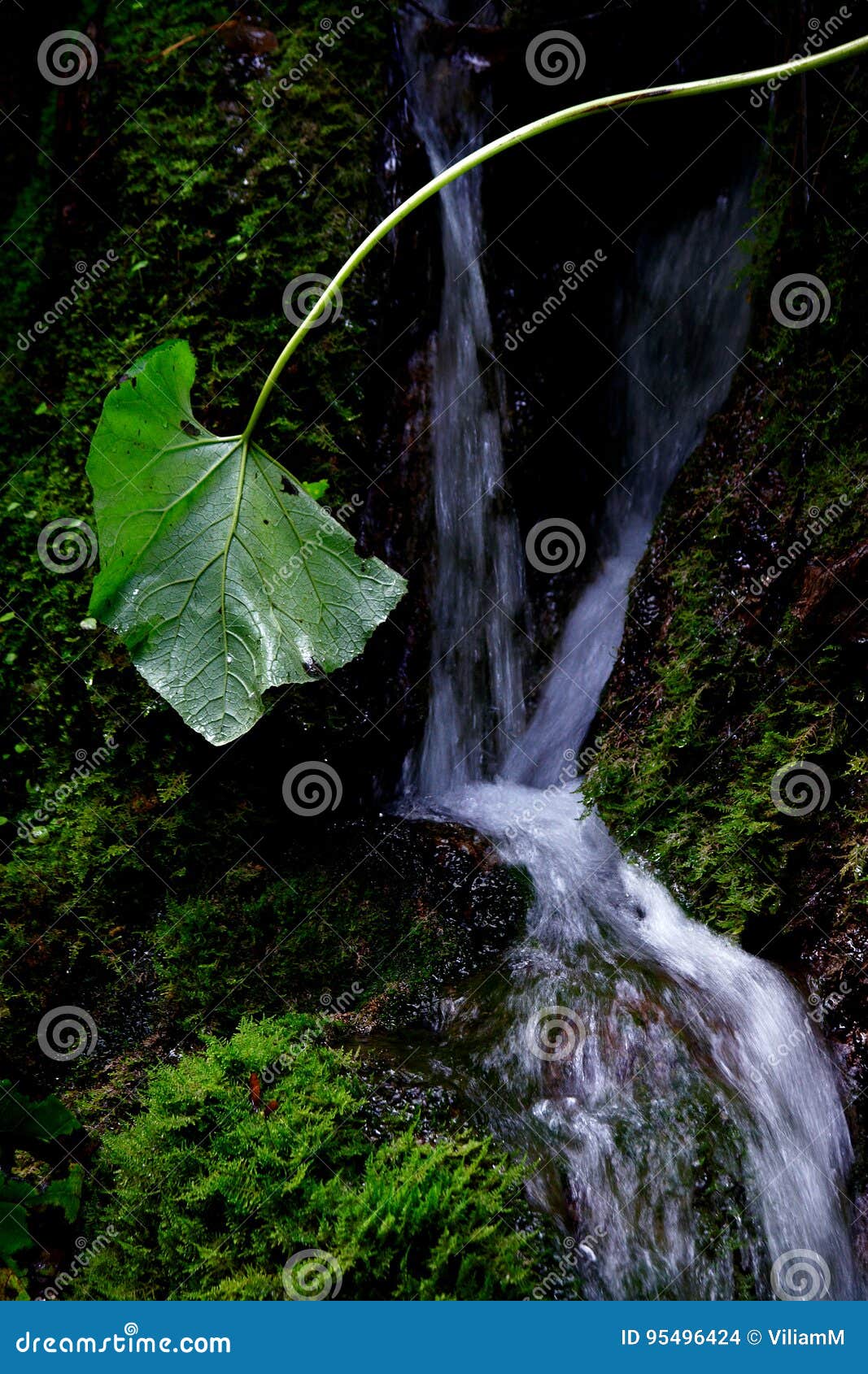 Leaf at small waterfall stock photo. Image of idyllic - 95496424