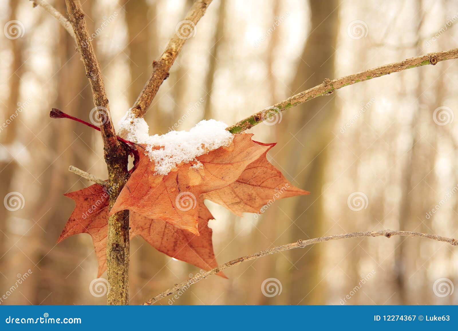 Leaf and snow stock image. Image of solitude, object - 12274367