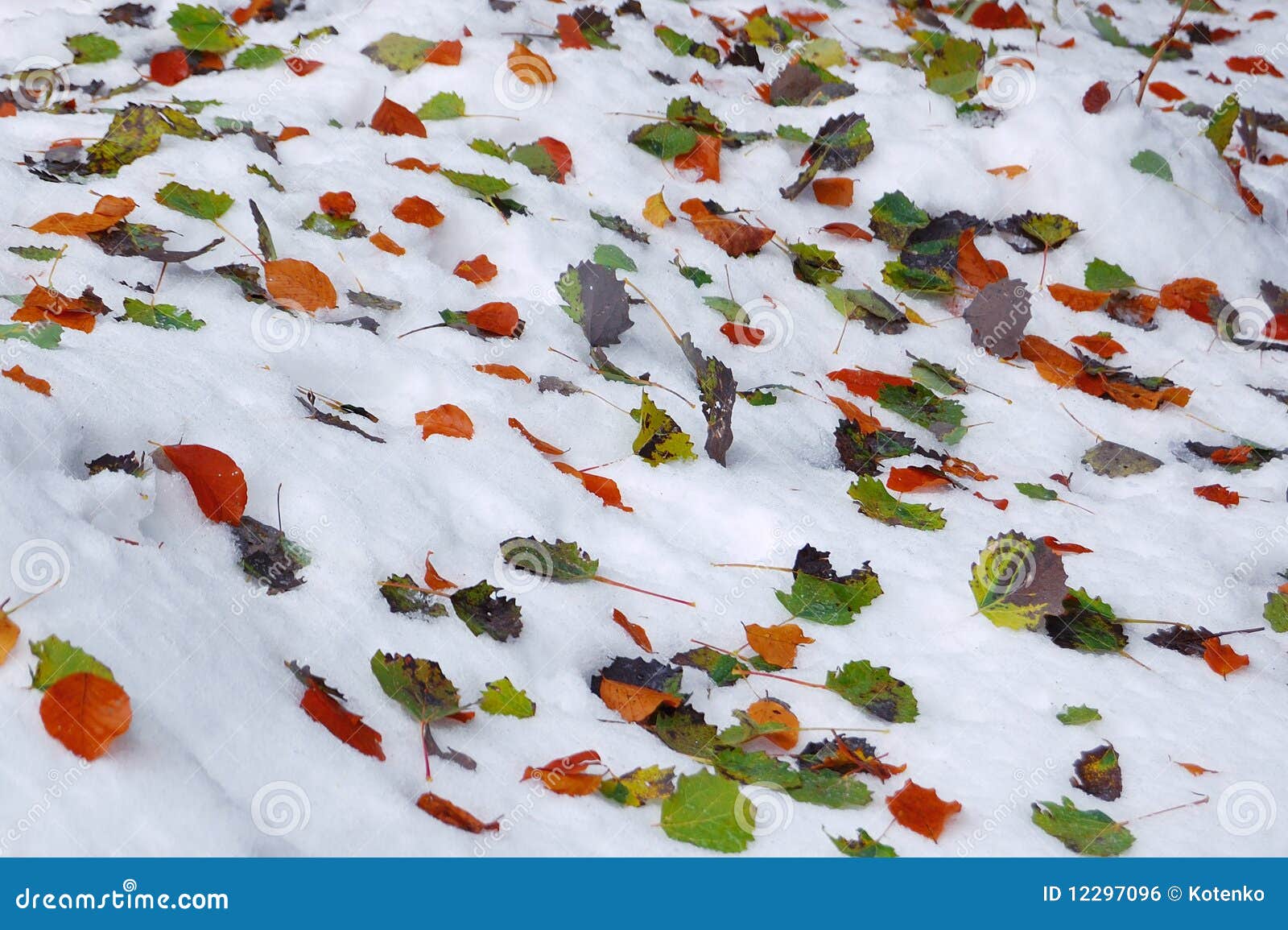Leaf on snow stock photo. Image of december, design, forest - 12297096