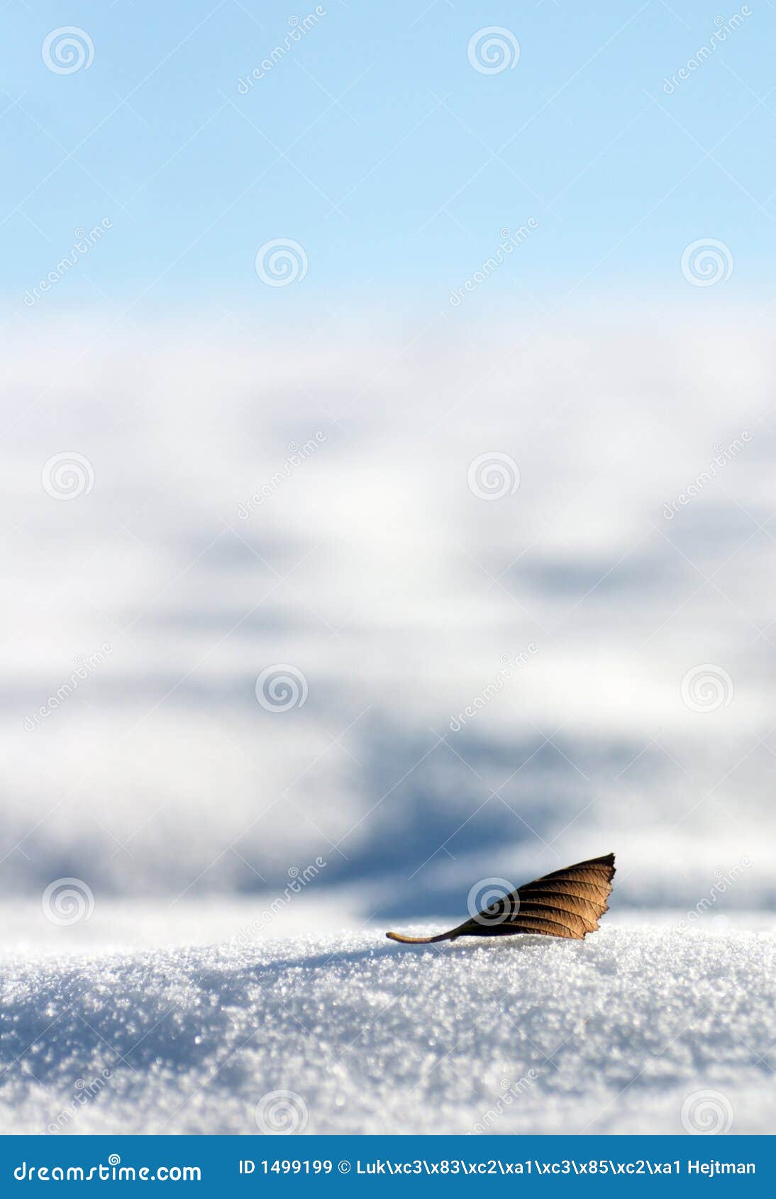 Leaf on the snow stock image. Image of natural, frosty - 1499199