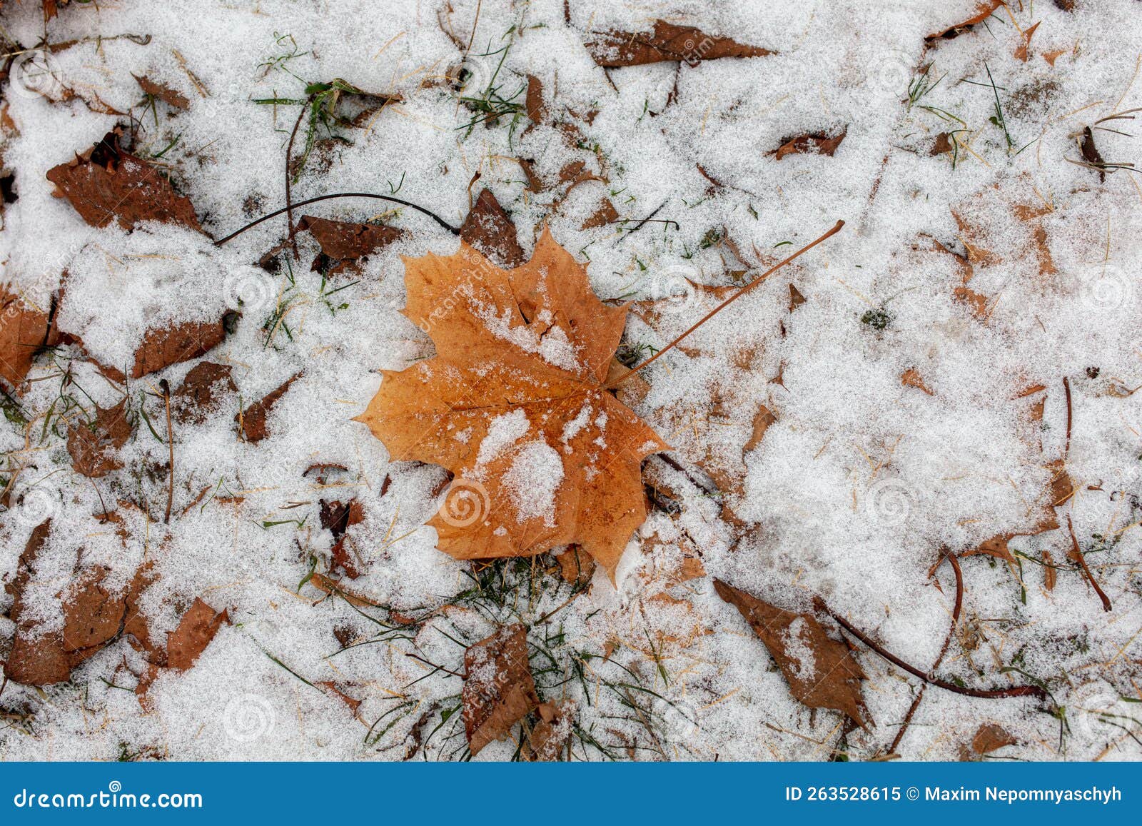 Leaf in the snow 1 stock image. Image of snow, produce - 263528615