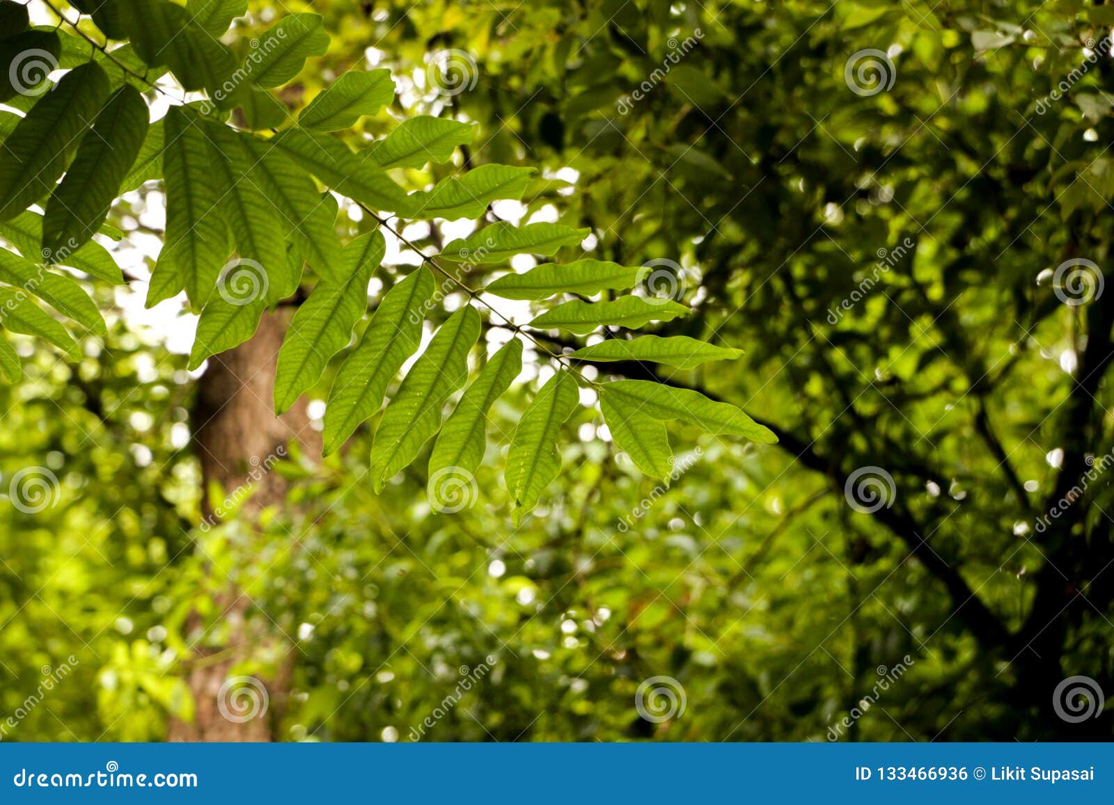 Leaf Soap Nut Tree in Garden Stock Photo - Image of leaf, tree: 133466936
