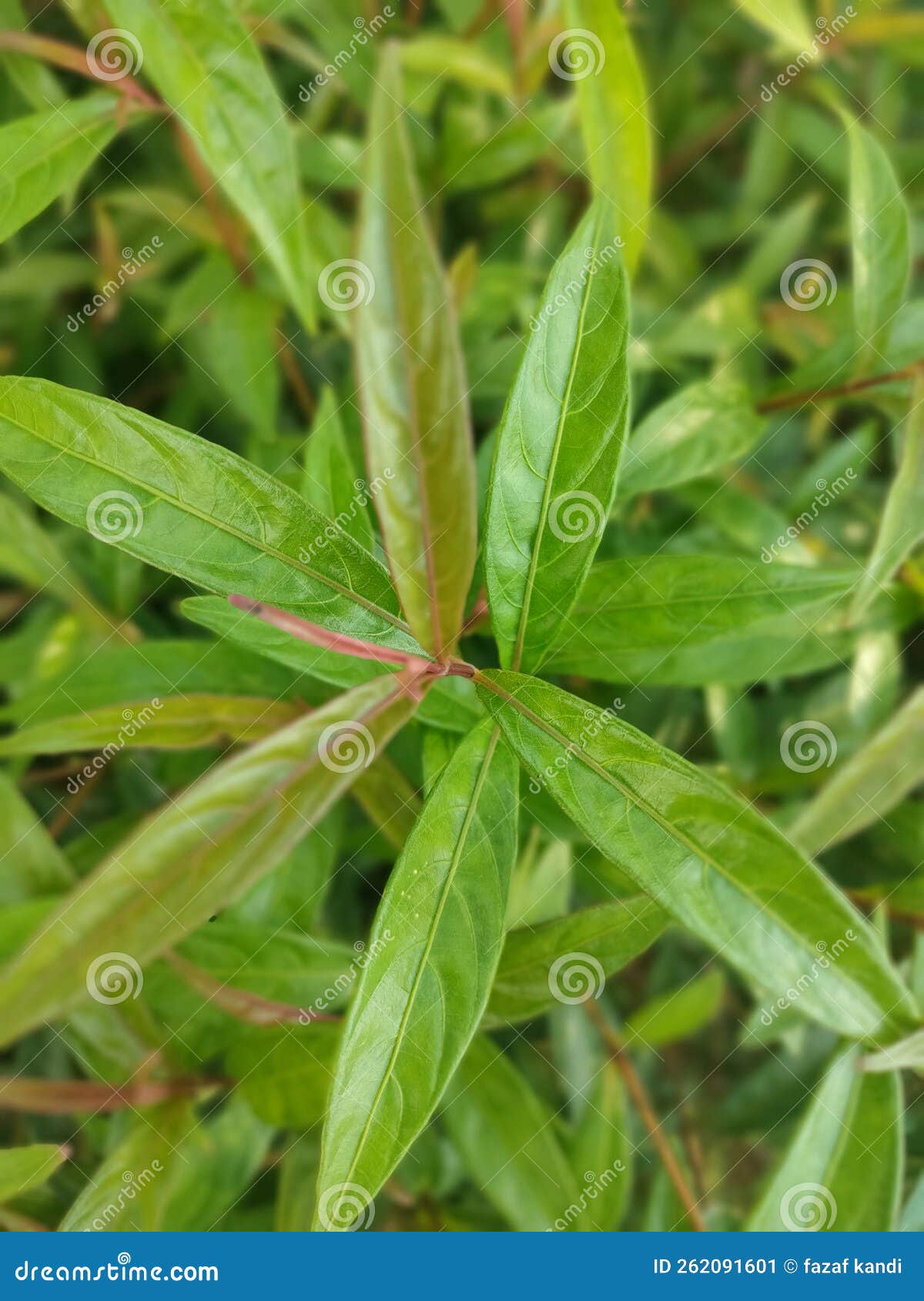 Leaf is Something that is Important for Life in this World because it ...