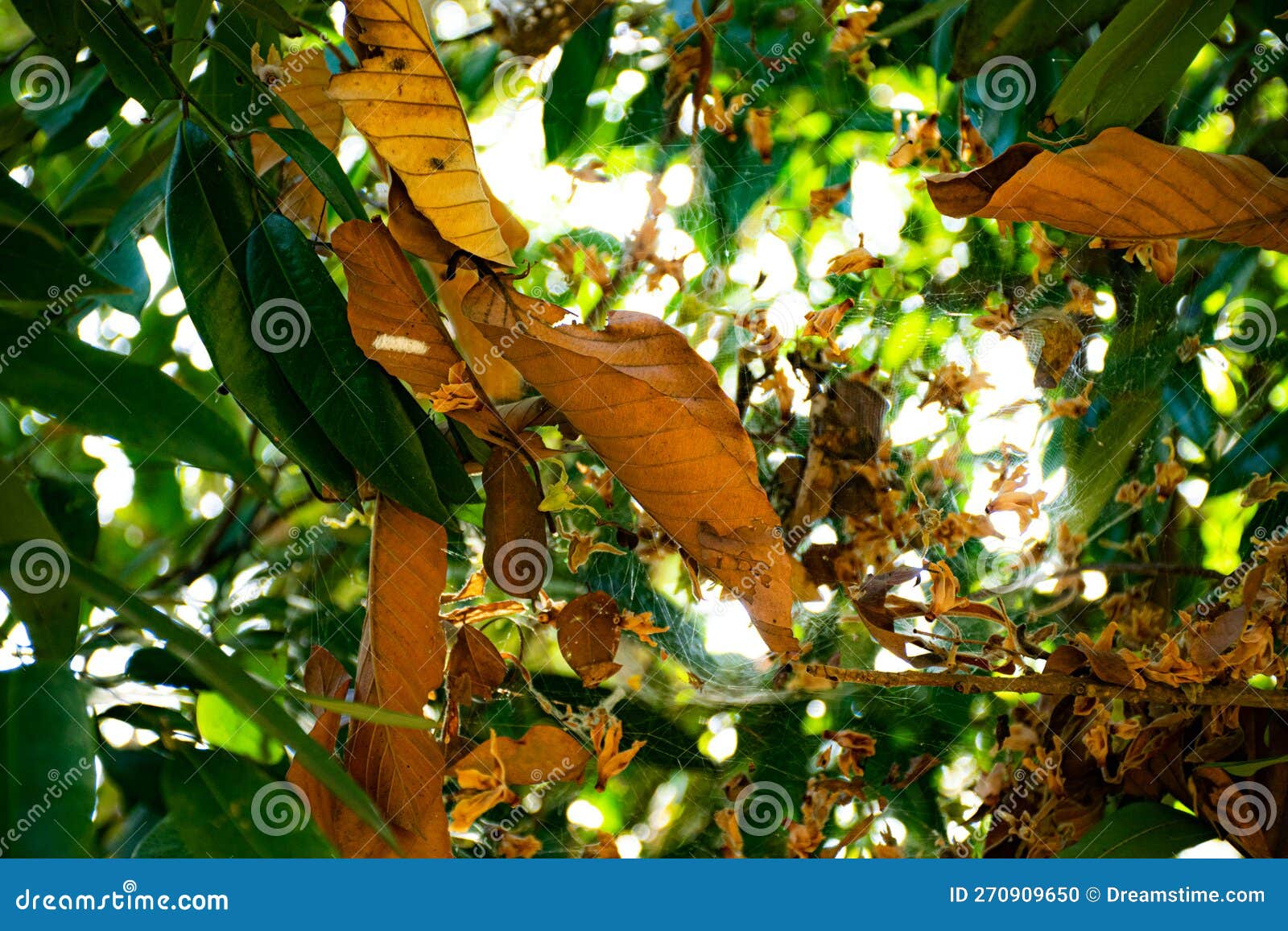 Leaf on spider web stock photo. Image of drop, autumn - 270909650
