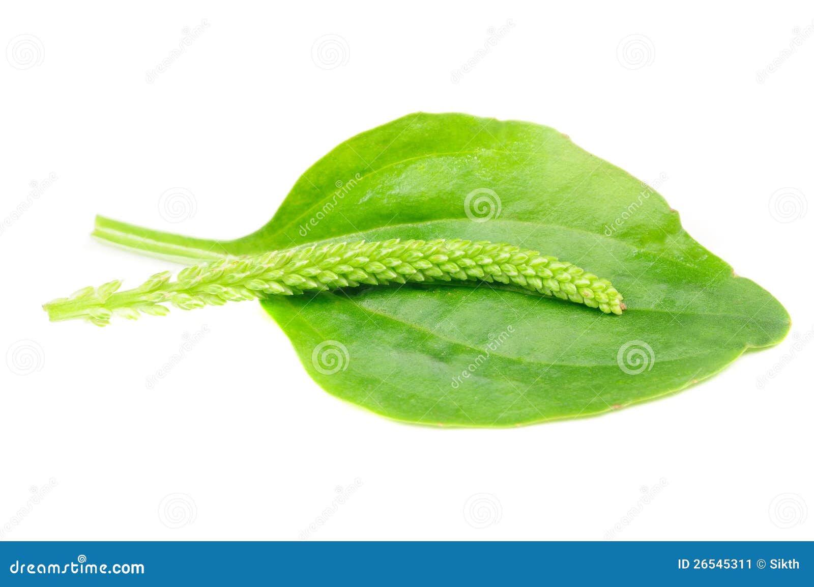 Greater Plantain, Waybread Plantago Major L. Tree Royalty-Free Stock ...