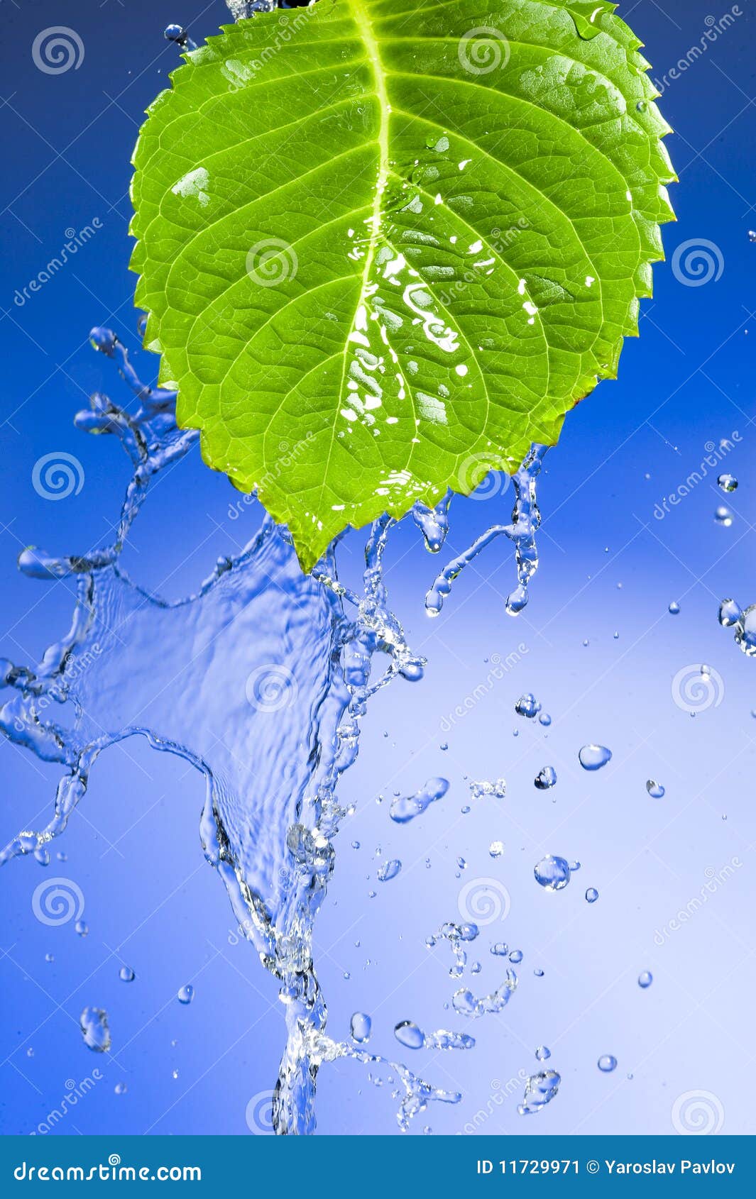 Leaf with splashing water stock image. Image of energy - 11729971