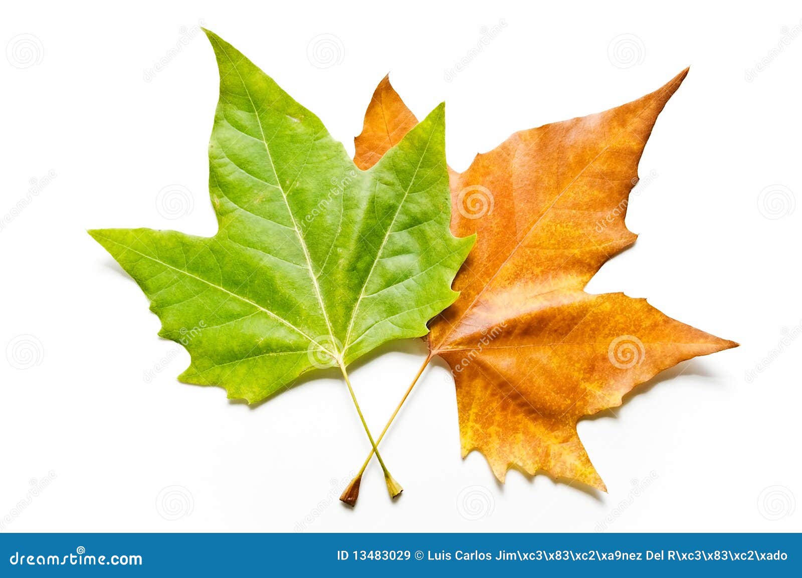 Leaf Spring and Autumn Leaf Stock Image - Image of vegetation, summer ...