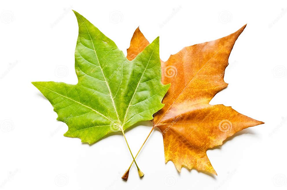 Leaf Spring and Autumn Leaf Stock Image - Image of vegetation, summer ...