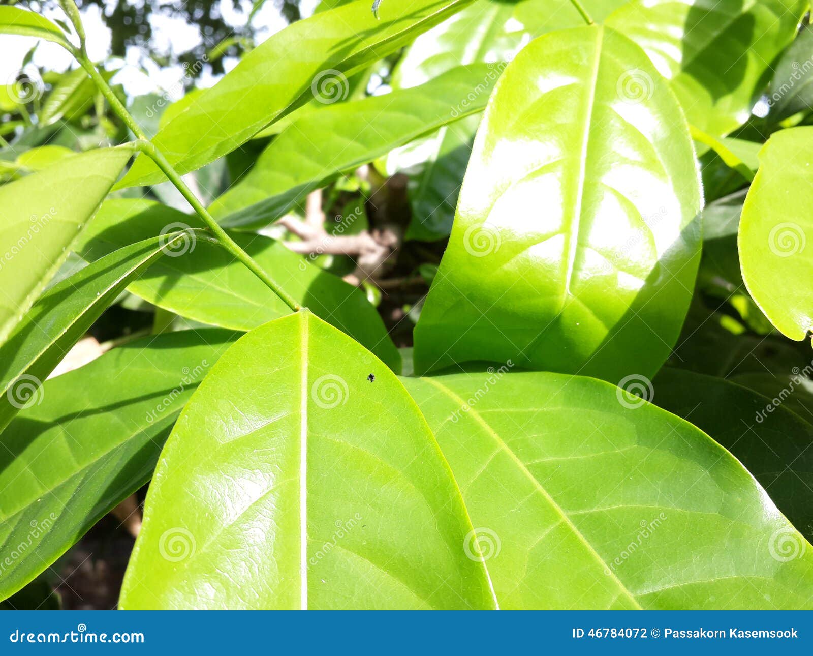Leaf in spring stock photo. Image of leaf, spring, green - 46784072
