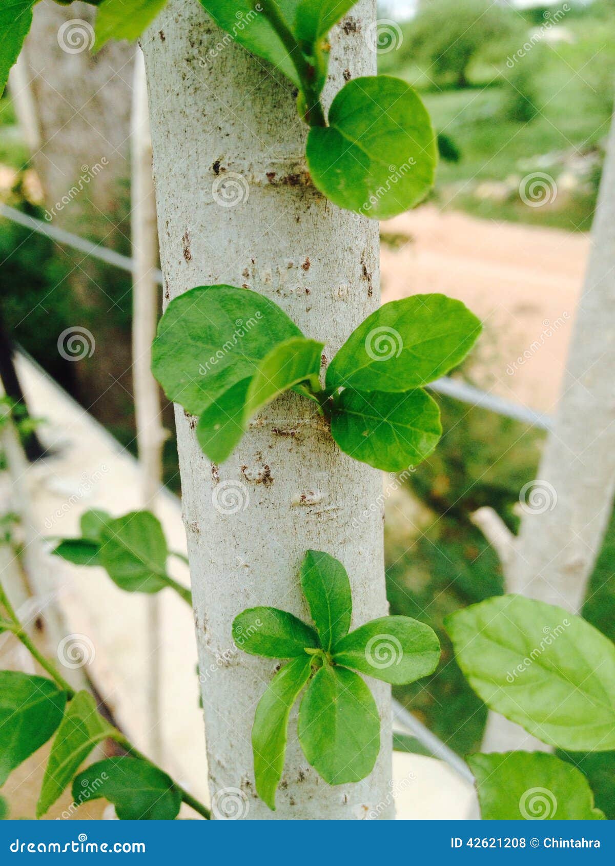 Leaf spring stock photo. Image of nature, tree, leaf - 42621208