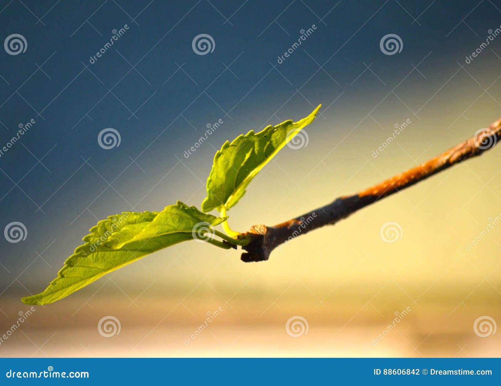 Leaf sprouting stock photo. Image of soothing, leaf, nature - 88606842