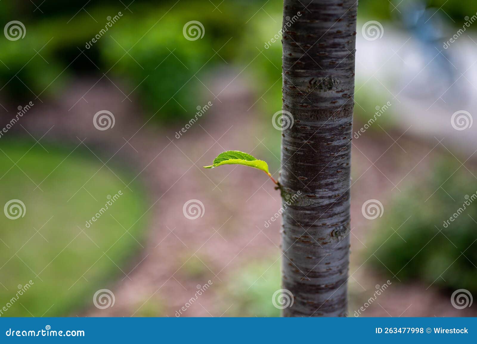 New Leaf Sprouting On Healthy Monstera Adansonii Stock Photography ...