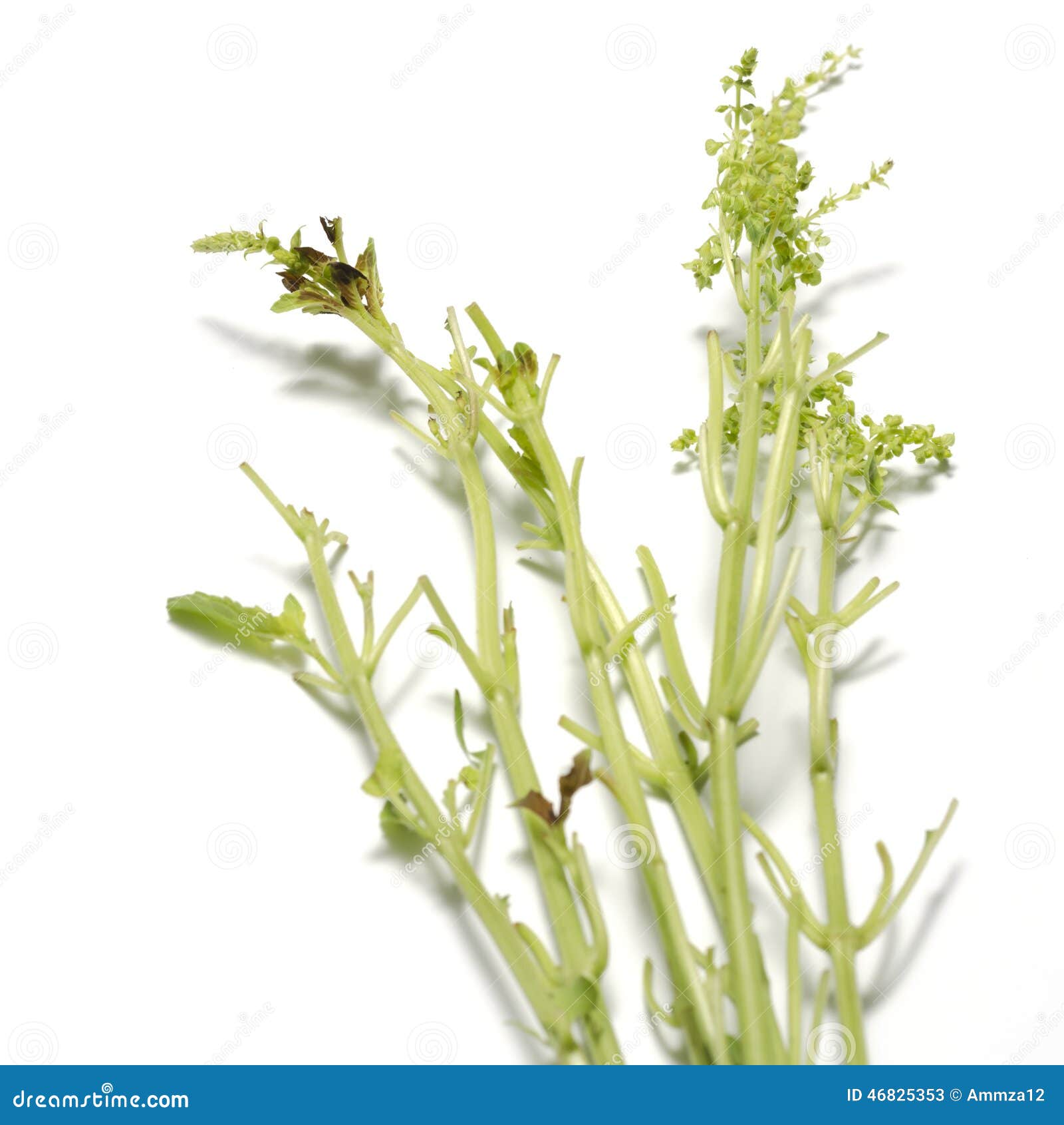 Leaf stalk basil stock image. Image of nature, isolated - 46825353