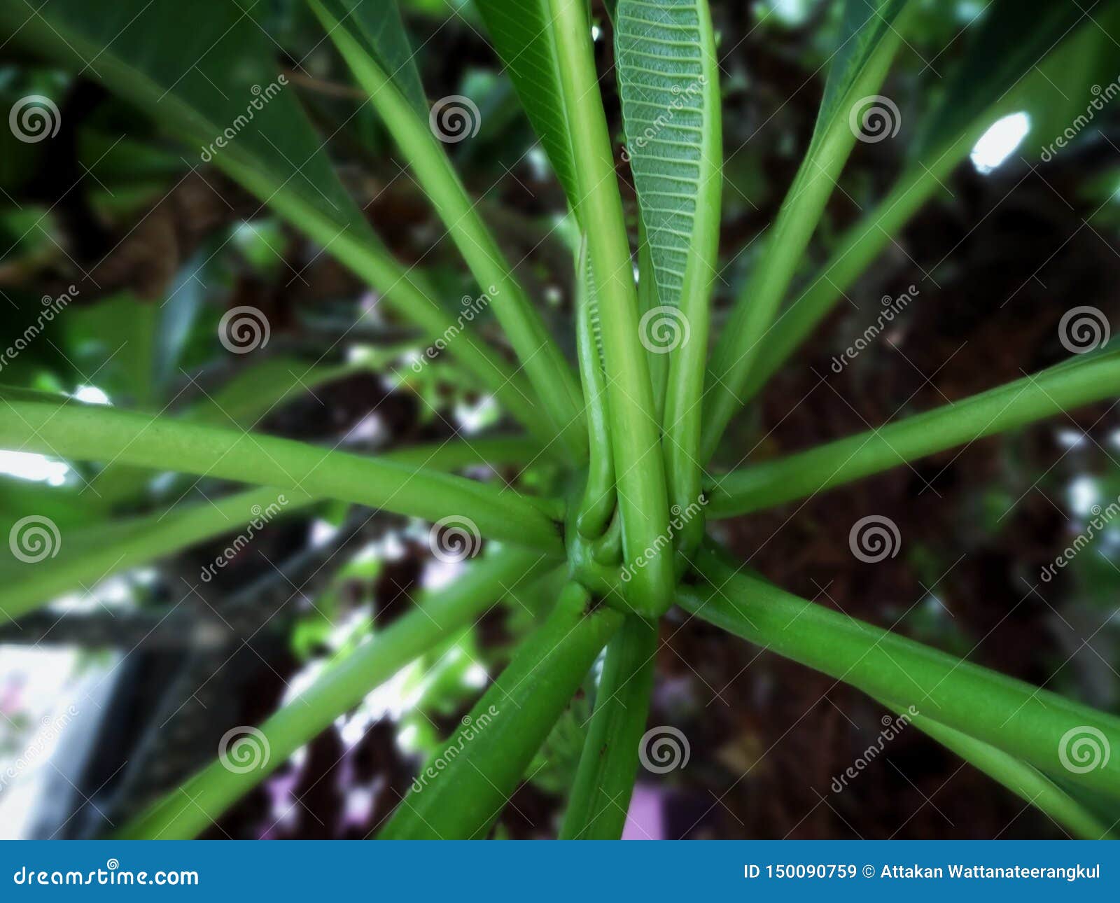 Leaf stalk for tree stock image. Image of summer, leaf - 150090759