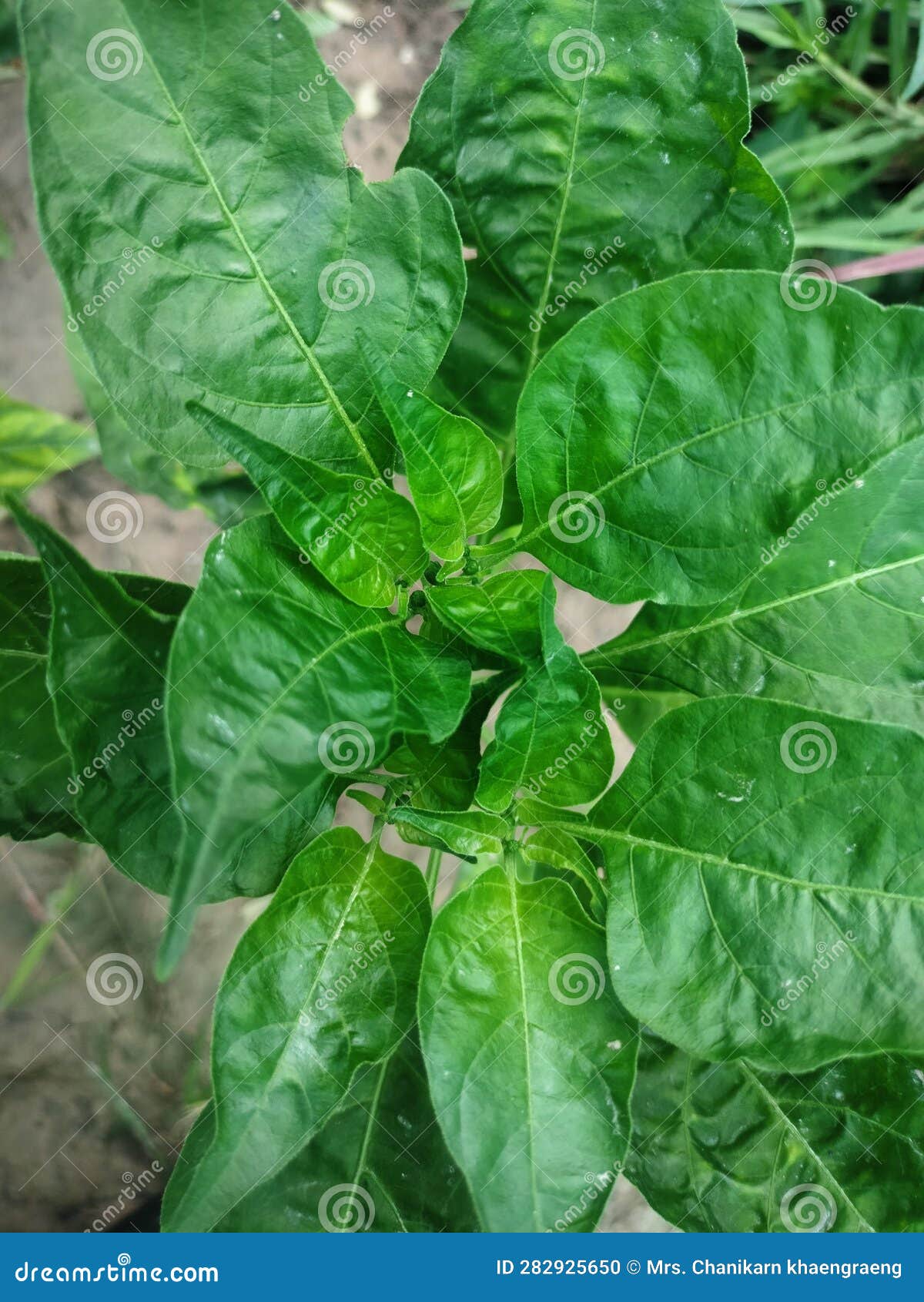 Leaf Stalks of Pepper Plants in the Garden Stock Photo - Image of ...