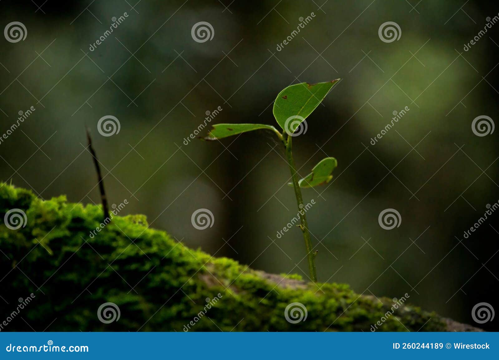 Leaf Stem on the Mossy Bark in the Temperate Rainforest, Macro Stock ...